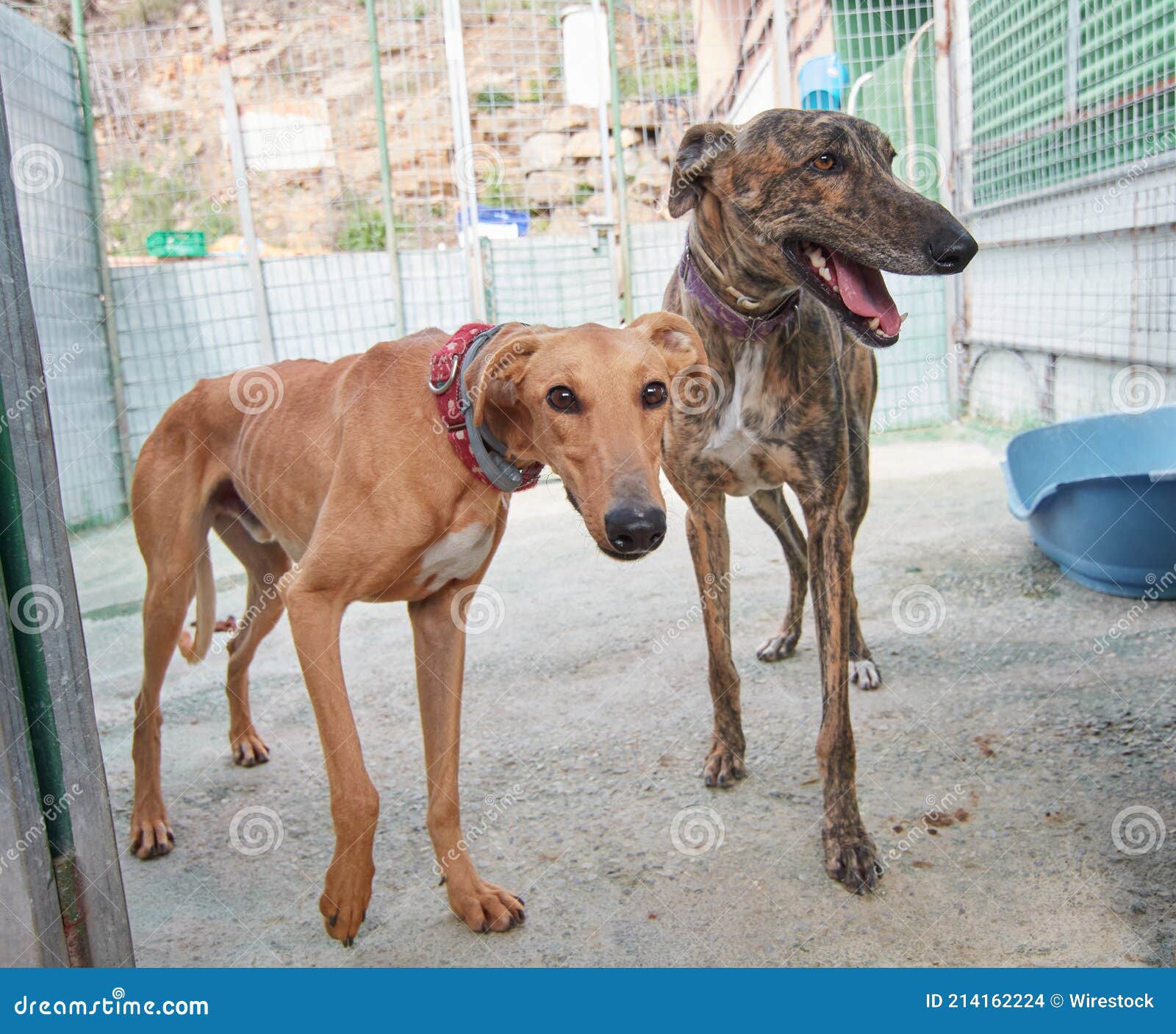 Spanish Galgo and a Greyhound Outdoors Stock Photo - Image of puppy ...