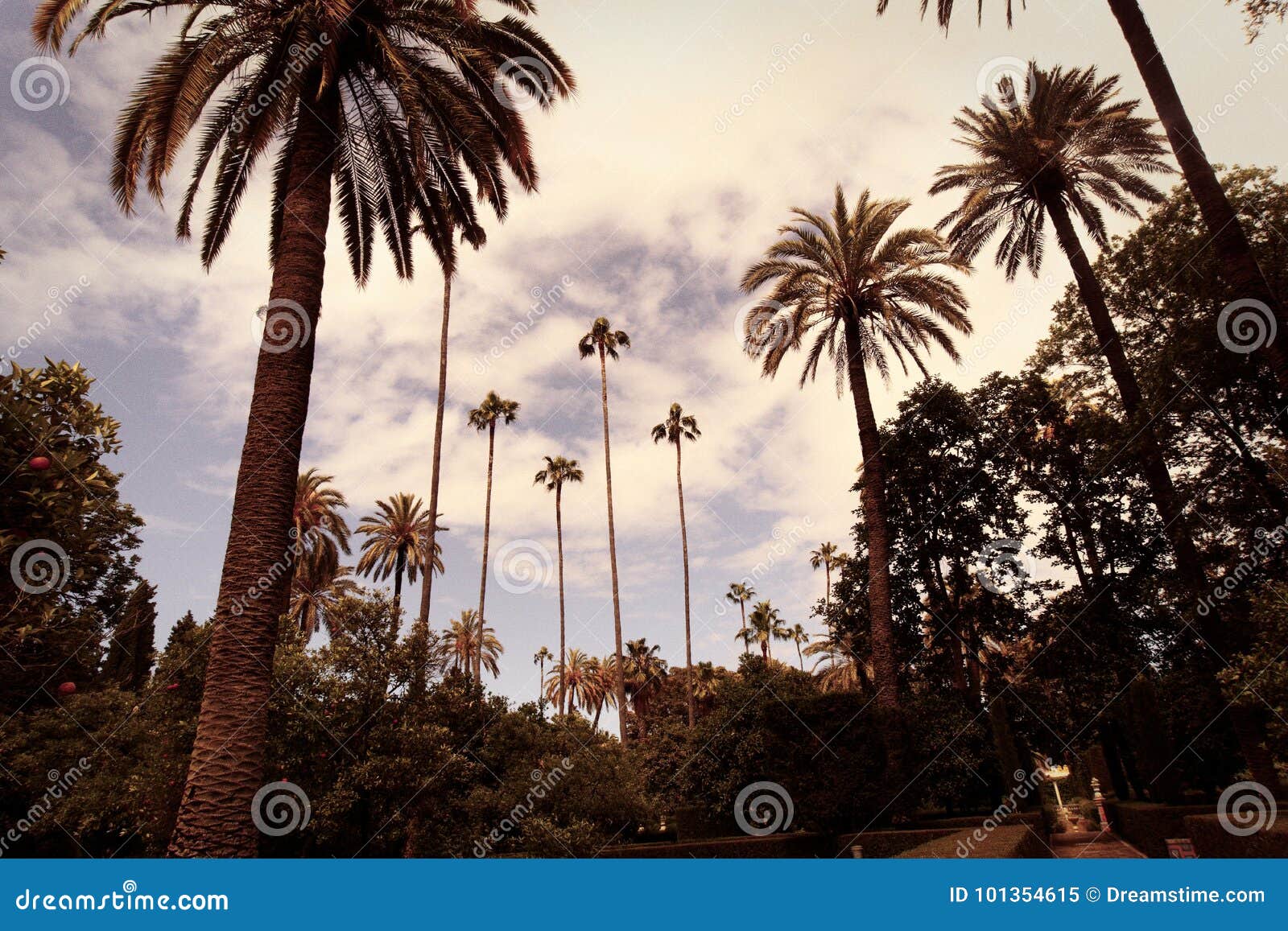 Spanish Garden with Palm Tree Stock Image - Image of garden, vintage ...