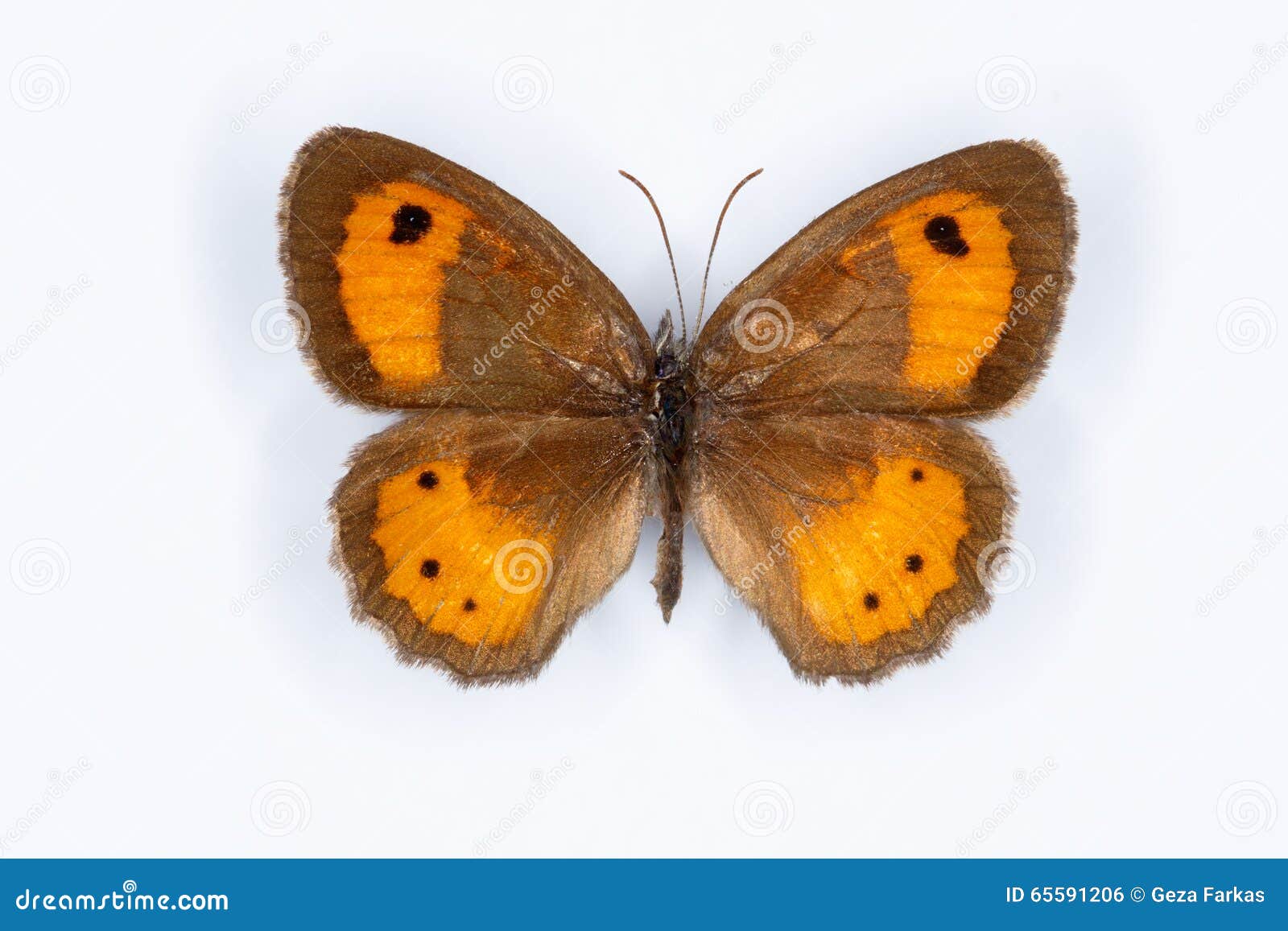 Spanish Gatekeeper, Pyronia Bathseba Butterfly on White Stock Photo ...