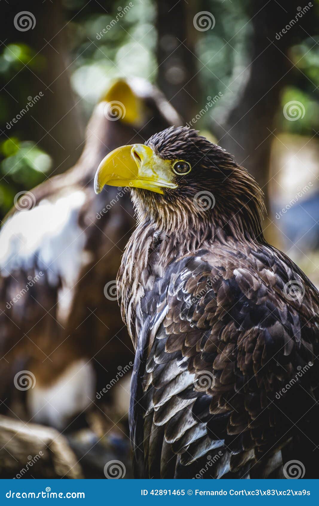 Spanish Golden Eagle in a Medieval Fair Raptors Stock Image - Image of ...