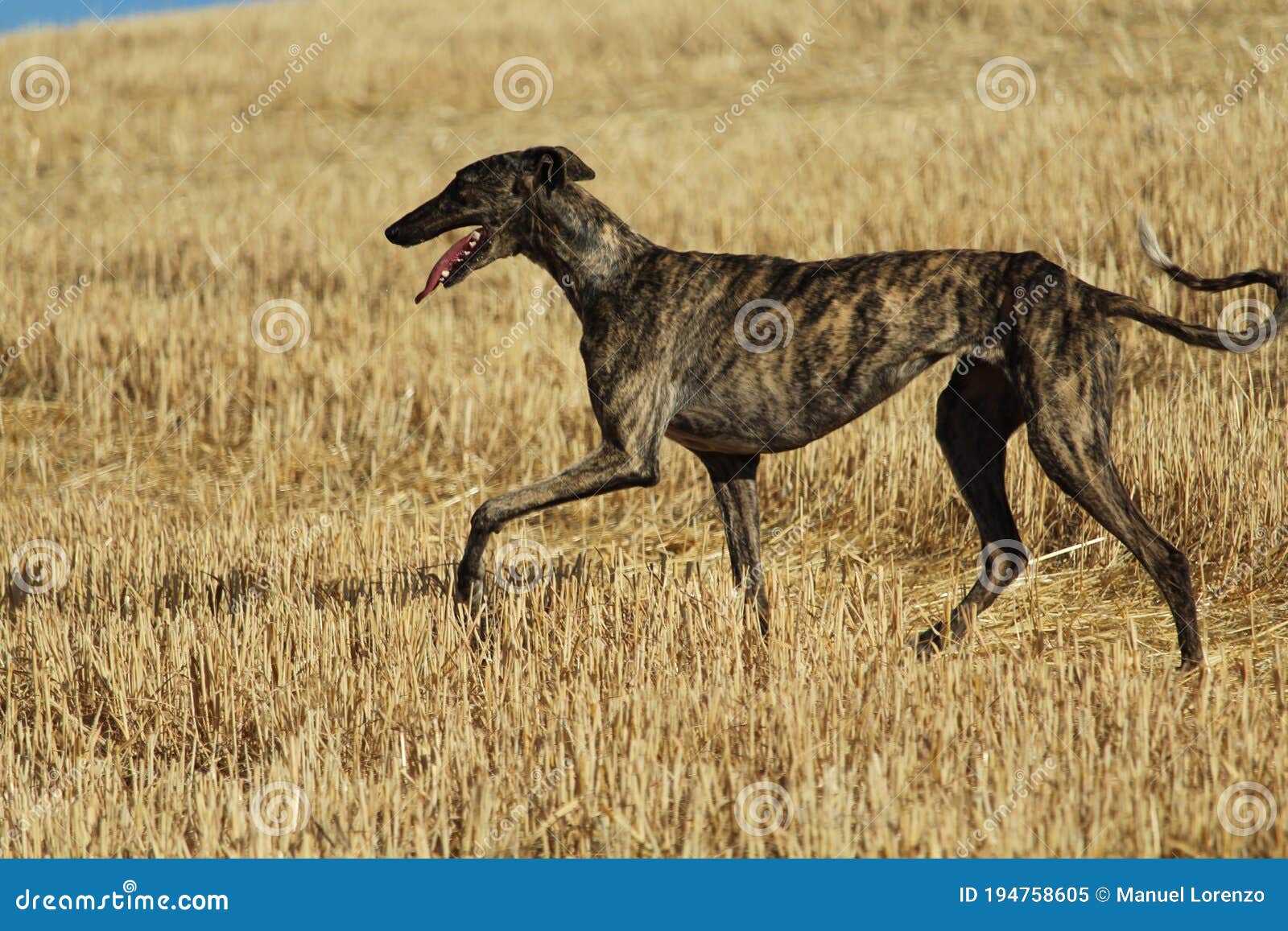 Spanish Greyhound in Mechanical Hare Race in the Countryside Stock ...