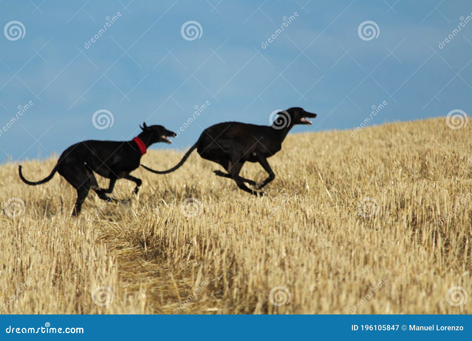 Spanish Greyhound in Mechanical Hare Race in the Countryside Stock ...