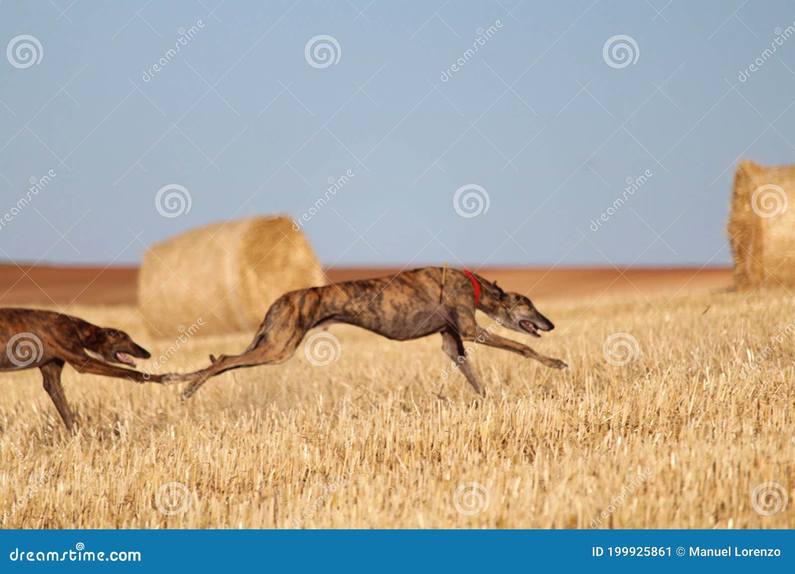 Spanish Greyhound in Mechanical Hare Race in the Countryside Stock ...
