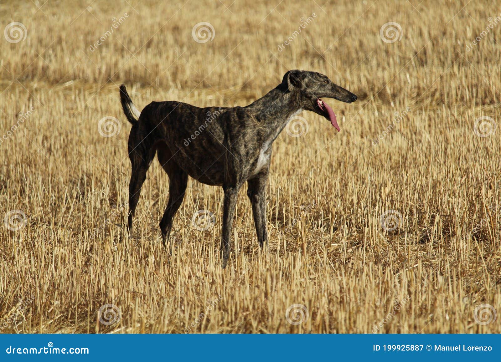 Spanish Greyhound in Mechanical Hare Race in the Countryside Stock ...