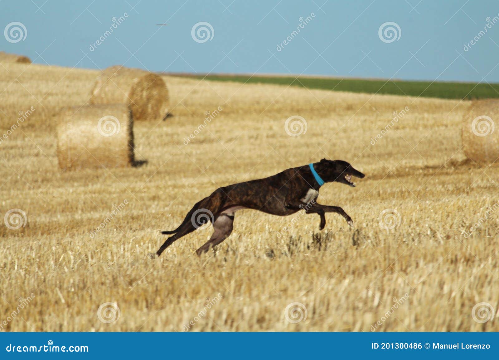 Spanish Greyhound in Mechanical Hare Race in the Countryside Stock ...