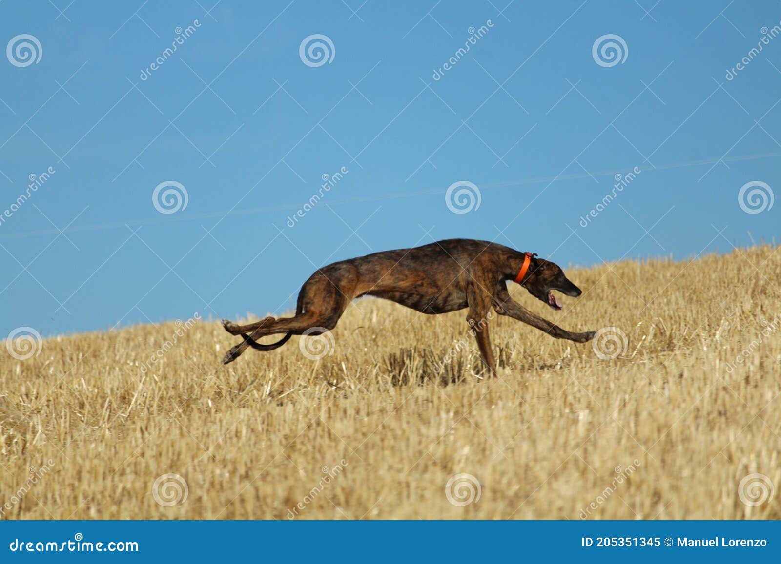 Spanish Greyhound in Mechanical Hare Race in the Countryside Stock ...