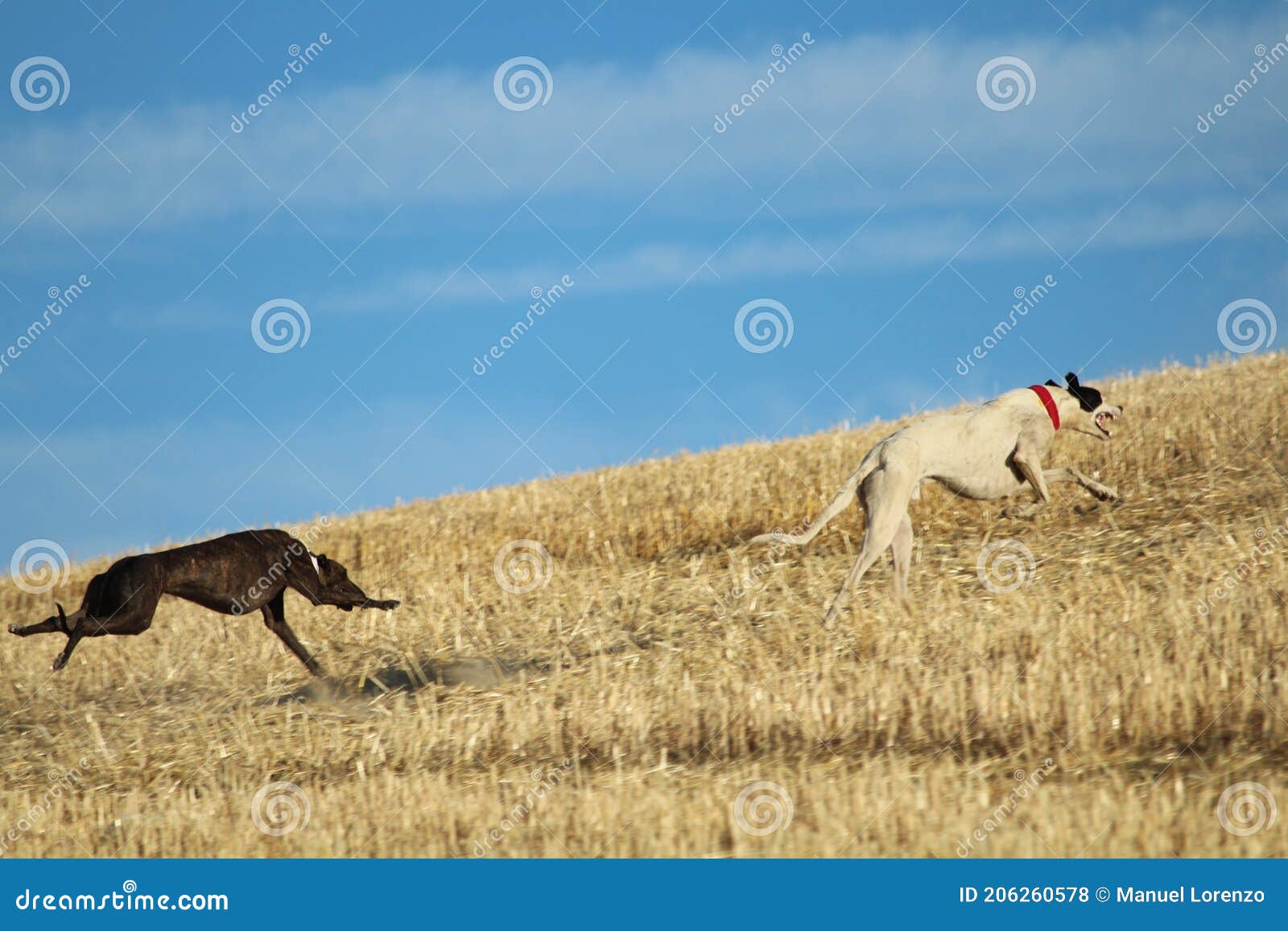 Spanish Greyhound in Mechanical Hare Race in the Countryside Stock ...