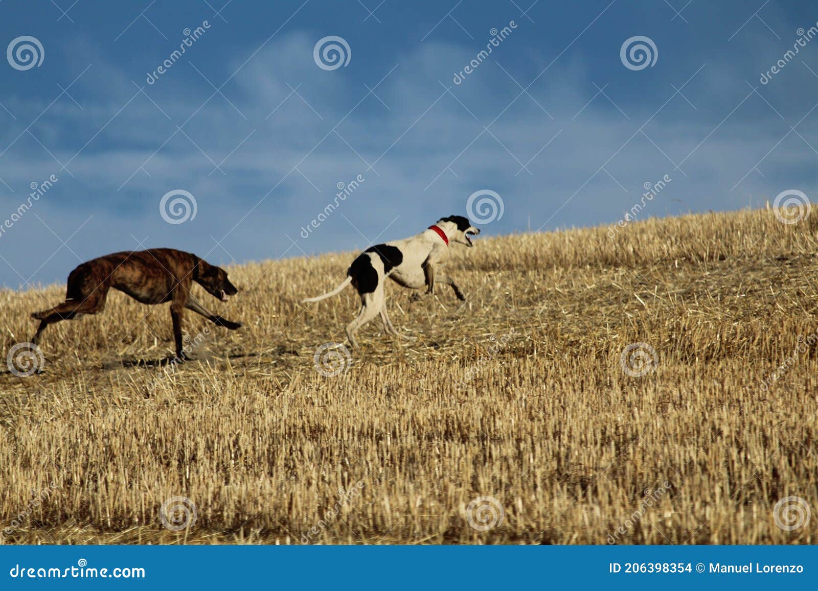 Spanish Greyhound in Mechanical Hare Race in the Countryside Stock ...