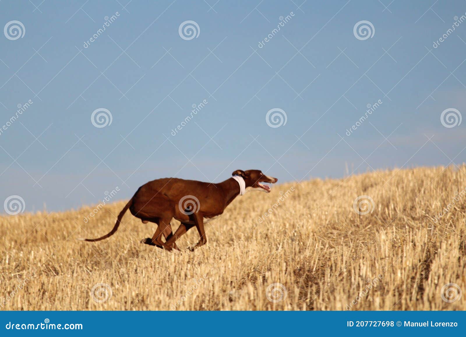 Spanish Greyhound in Mechanical Hare Race in the Countryside Stock ...