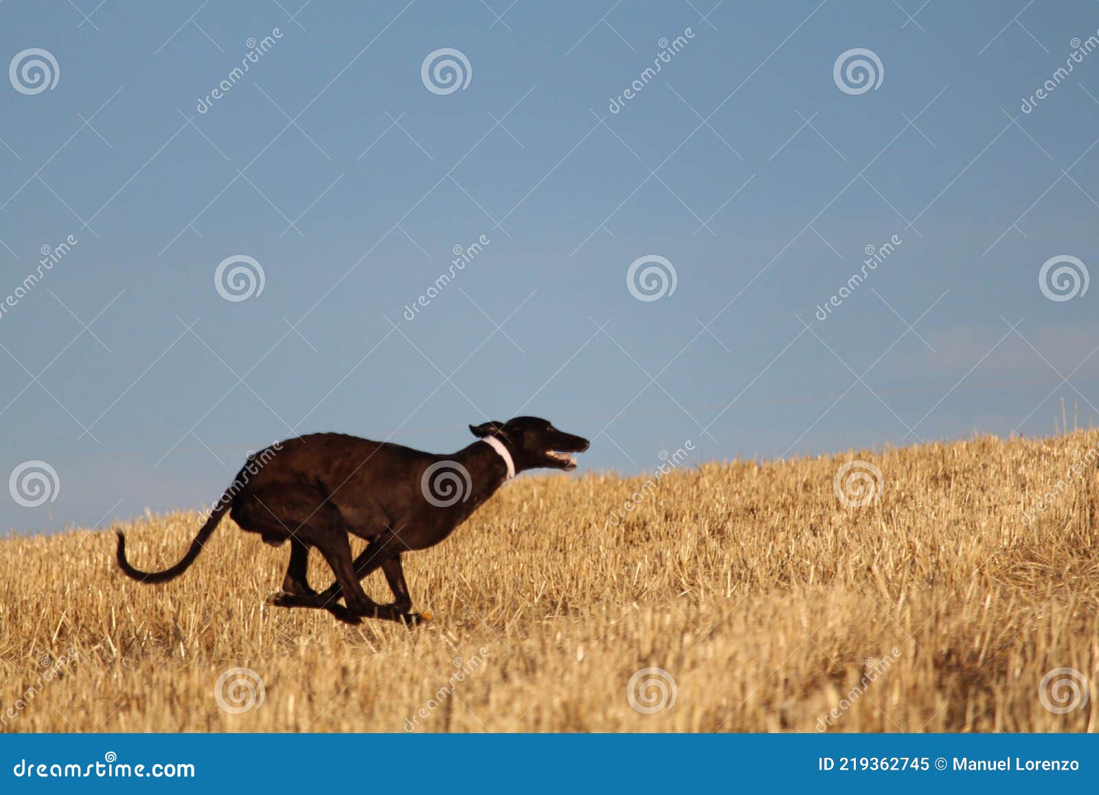 Spanish Greyhound in Mechanical Hare Race in the Countryside Stock ...