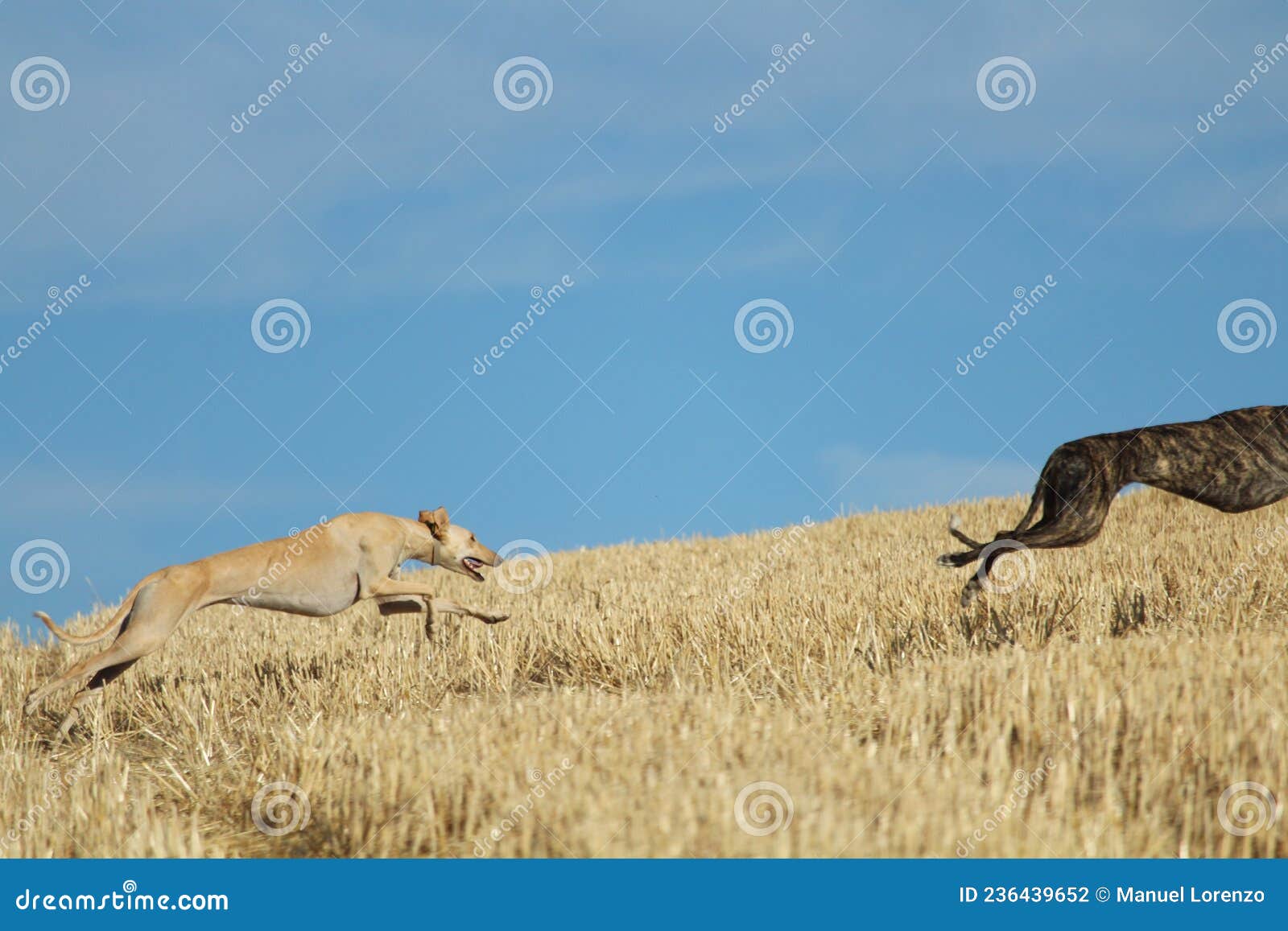 Spanish Greyhound in Mechanical Hare Race in the Countryside Stock ...