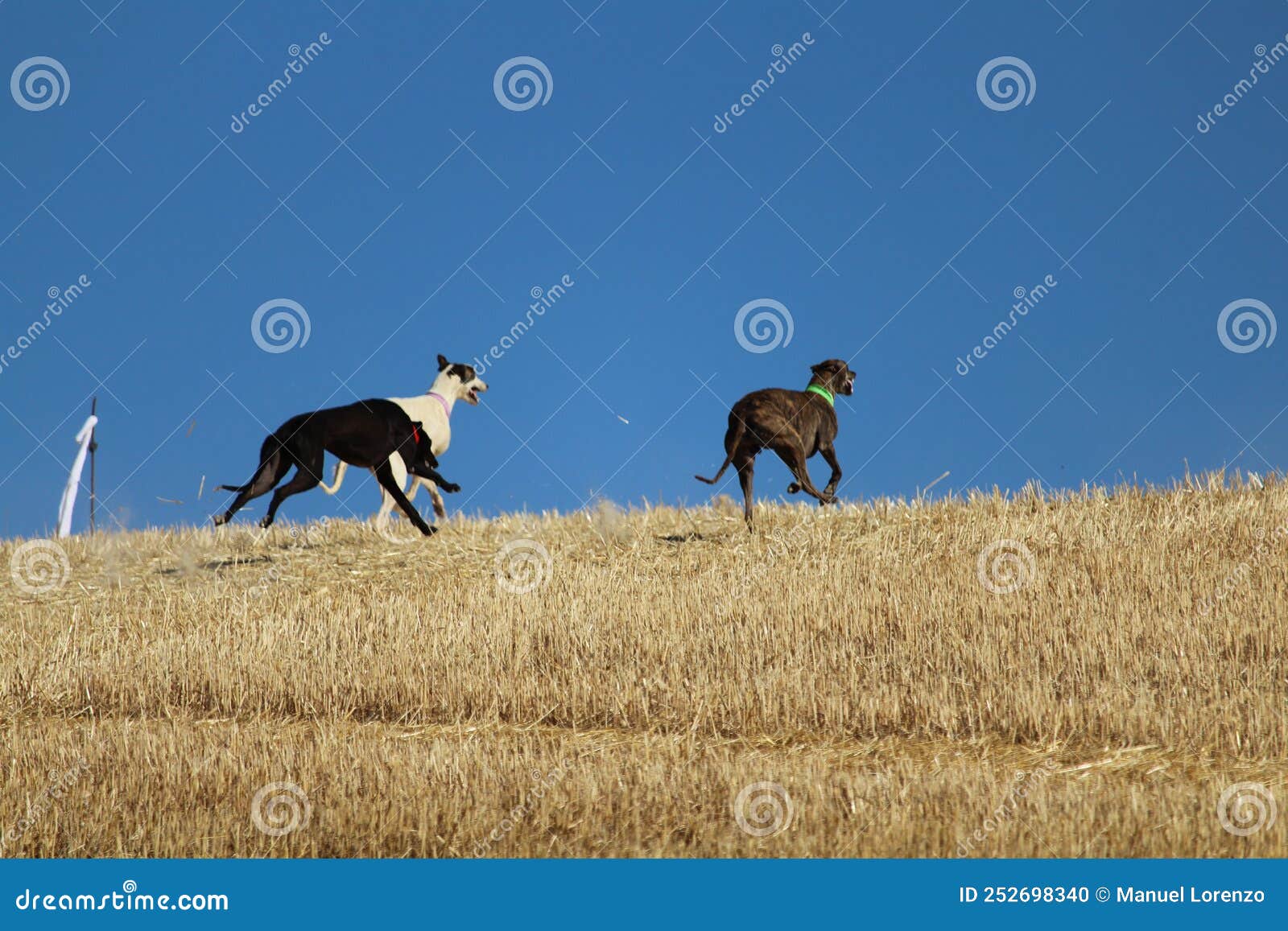 Spanish Greyhound in Mechanical Hare Race in the Countryside Stock ...