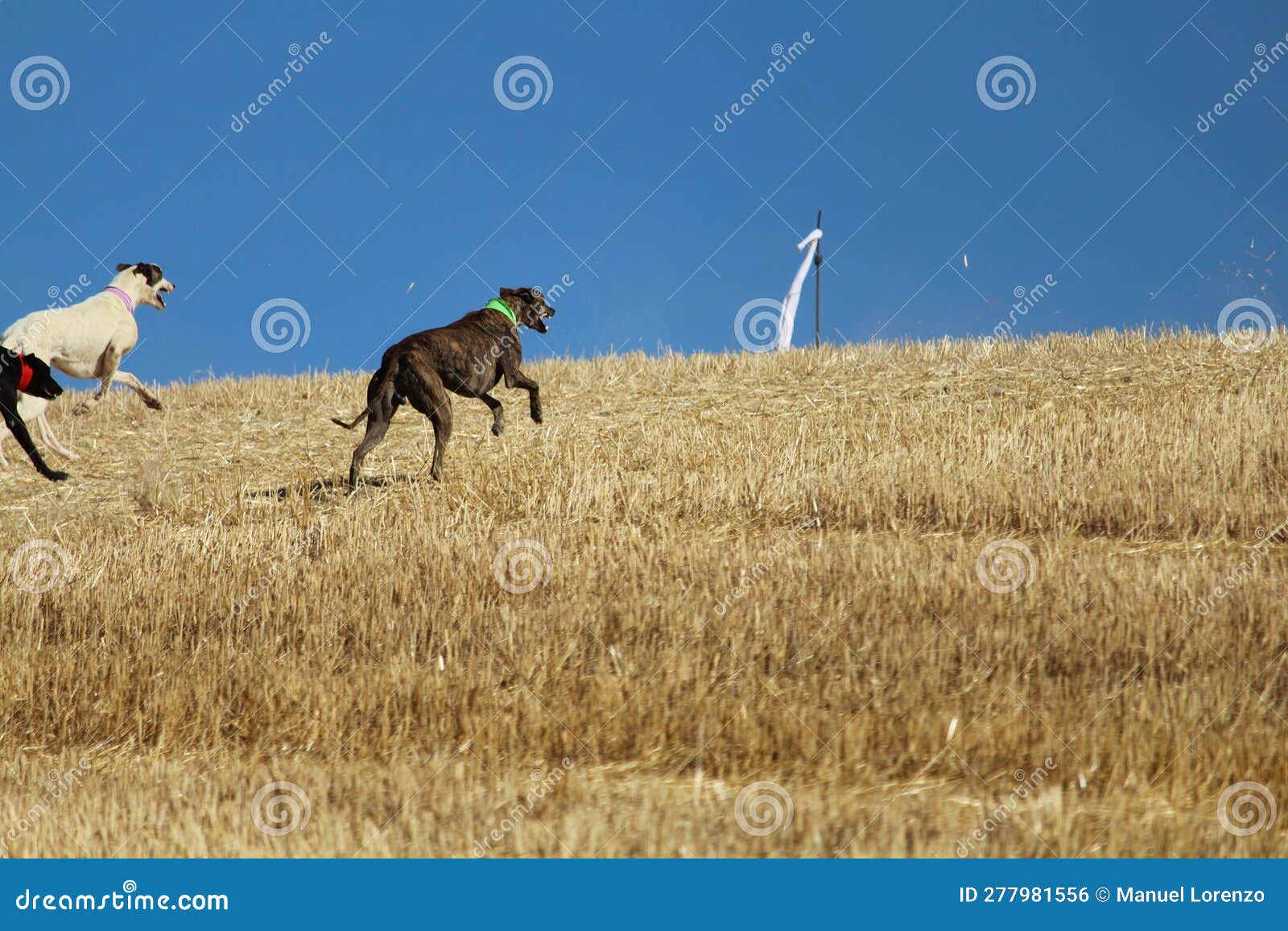 Spanish Greyhound in Mechanical Hare Race in the Countryside Stock ...