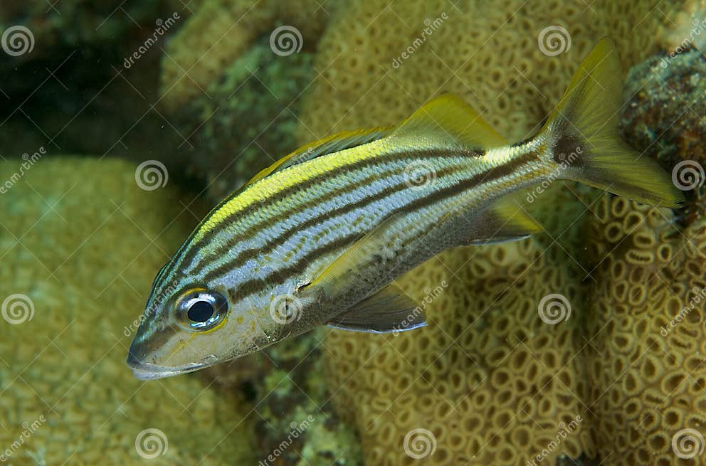 Spanish Grunt stock image. Image of water, underwater - 15759963