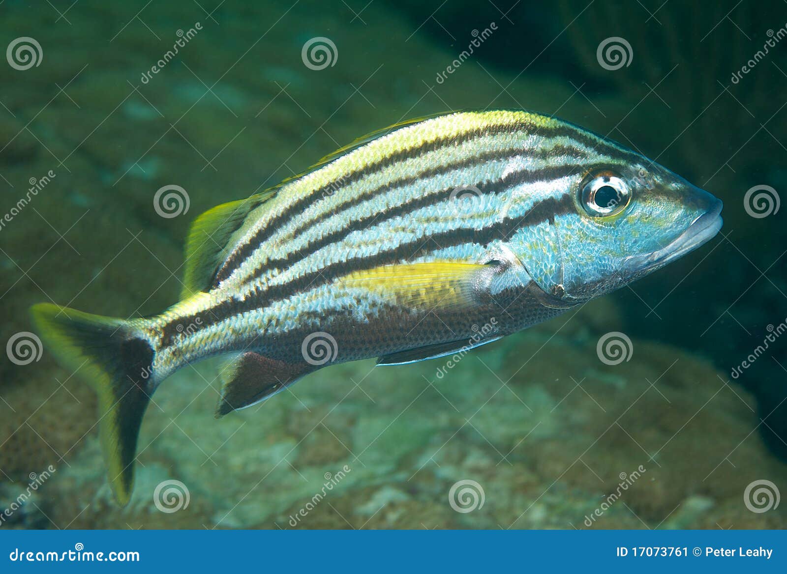 Spanish Grunt stock image. Image of fish, swim, gorgonian - 17073761
