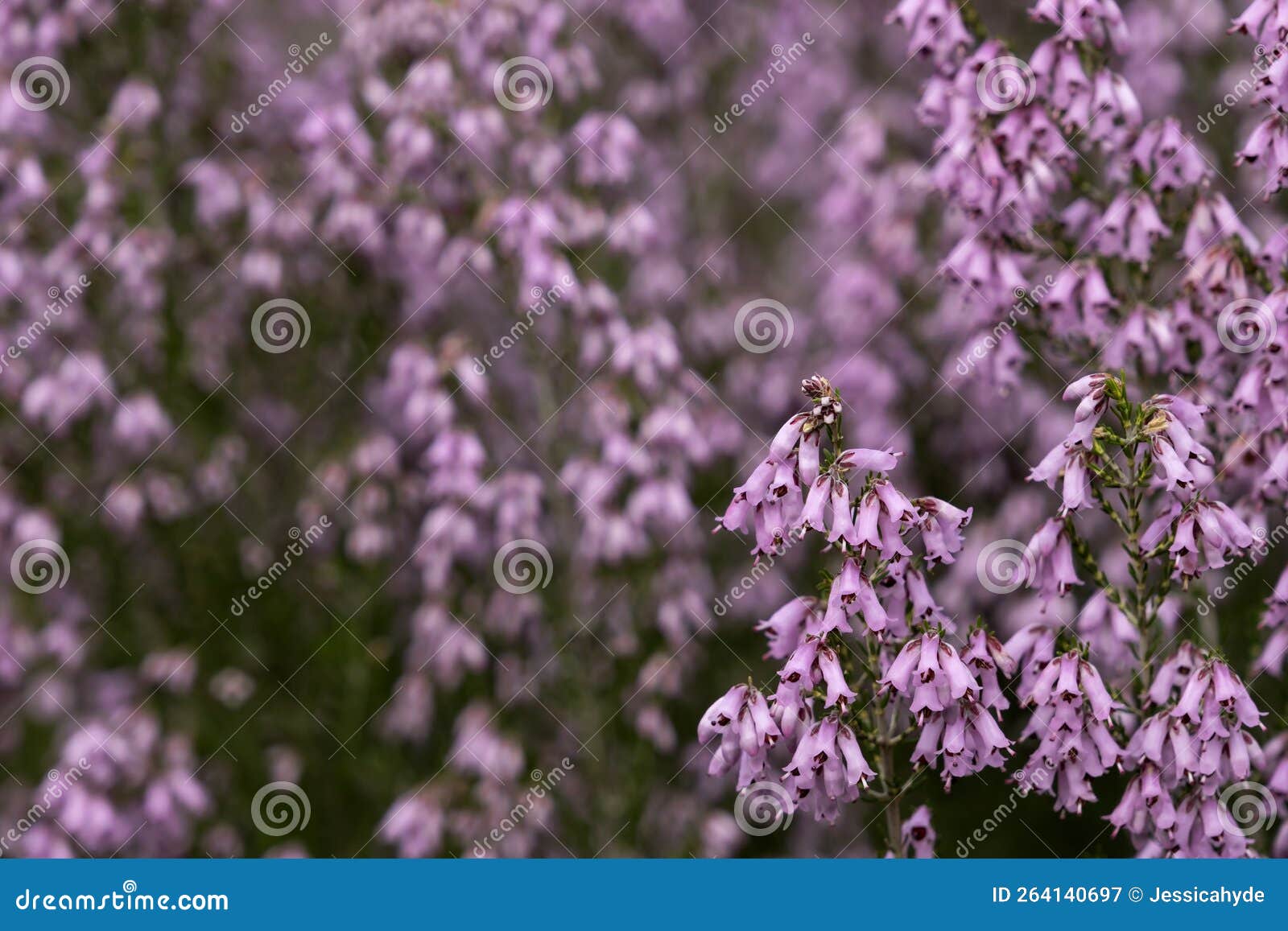 Spanish heath pink flowers stock image. Image of pale - 264140697