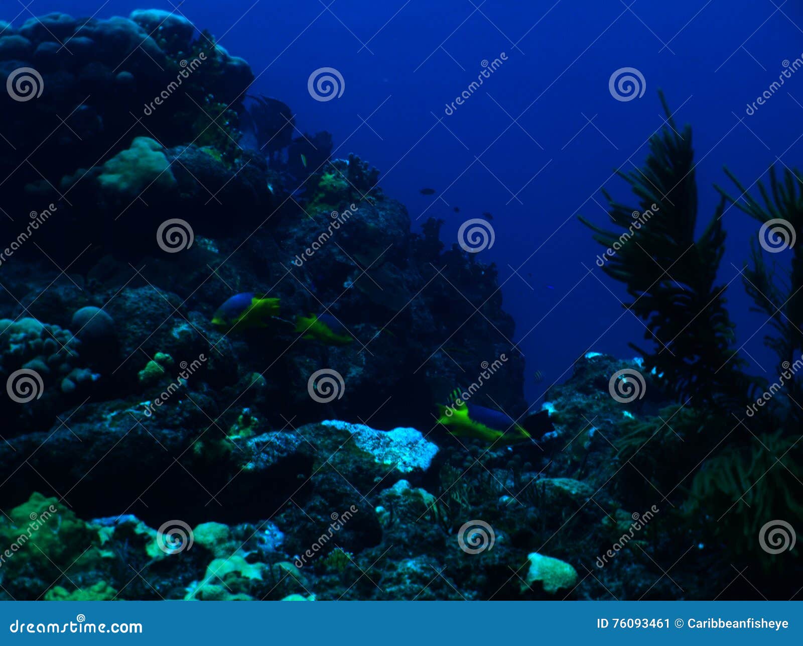 Spanish Hogfish stock image. Image of water, snorkel - 76093461