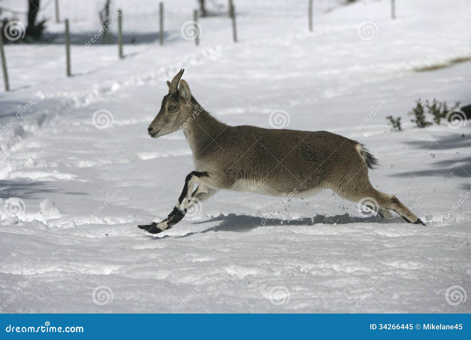 Spanish or Iberian Ibex, Capra Pyrenaica Stock Image - Image of nature ...
