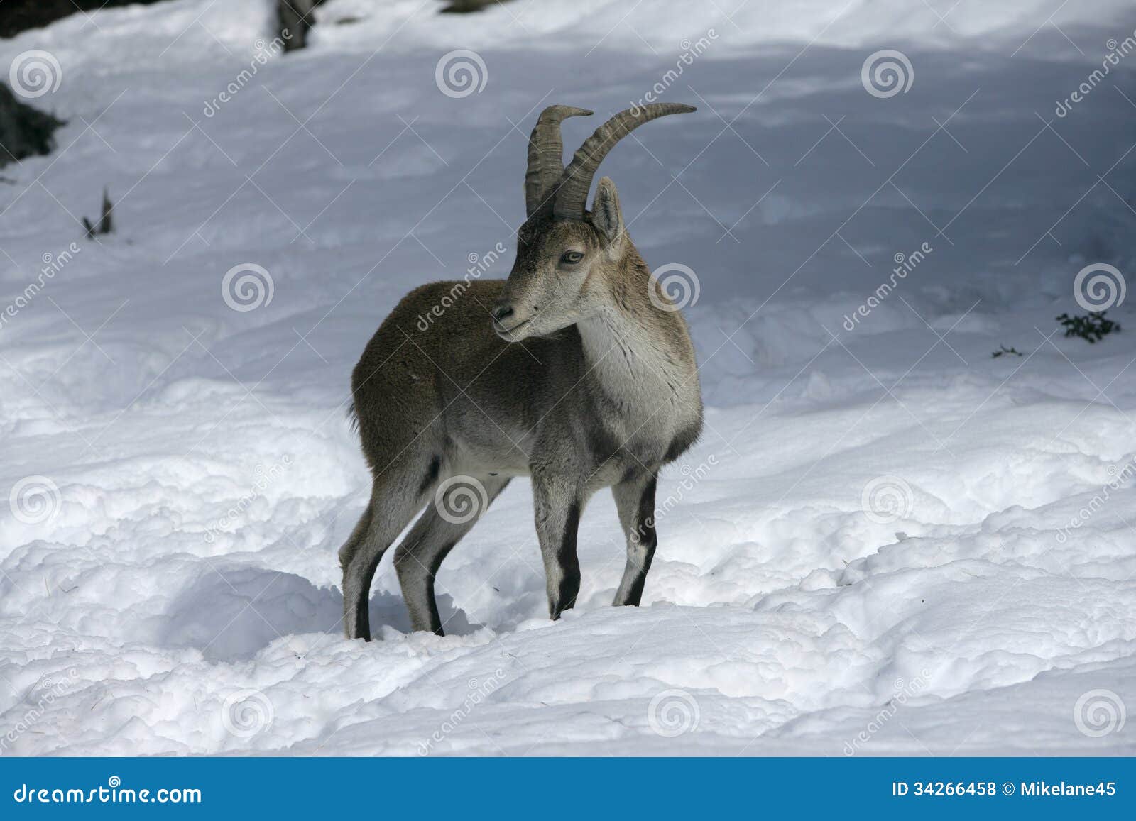 Spanish or Iberian Ibex, Capra Pyrenaica Stock Photo - Image of ibex ...