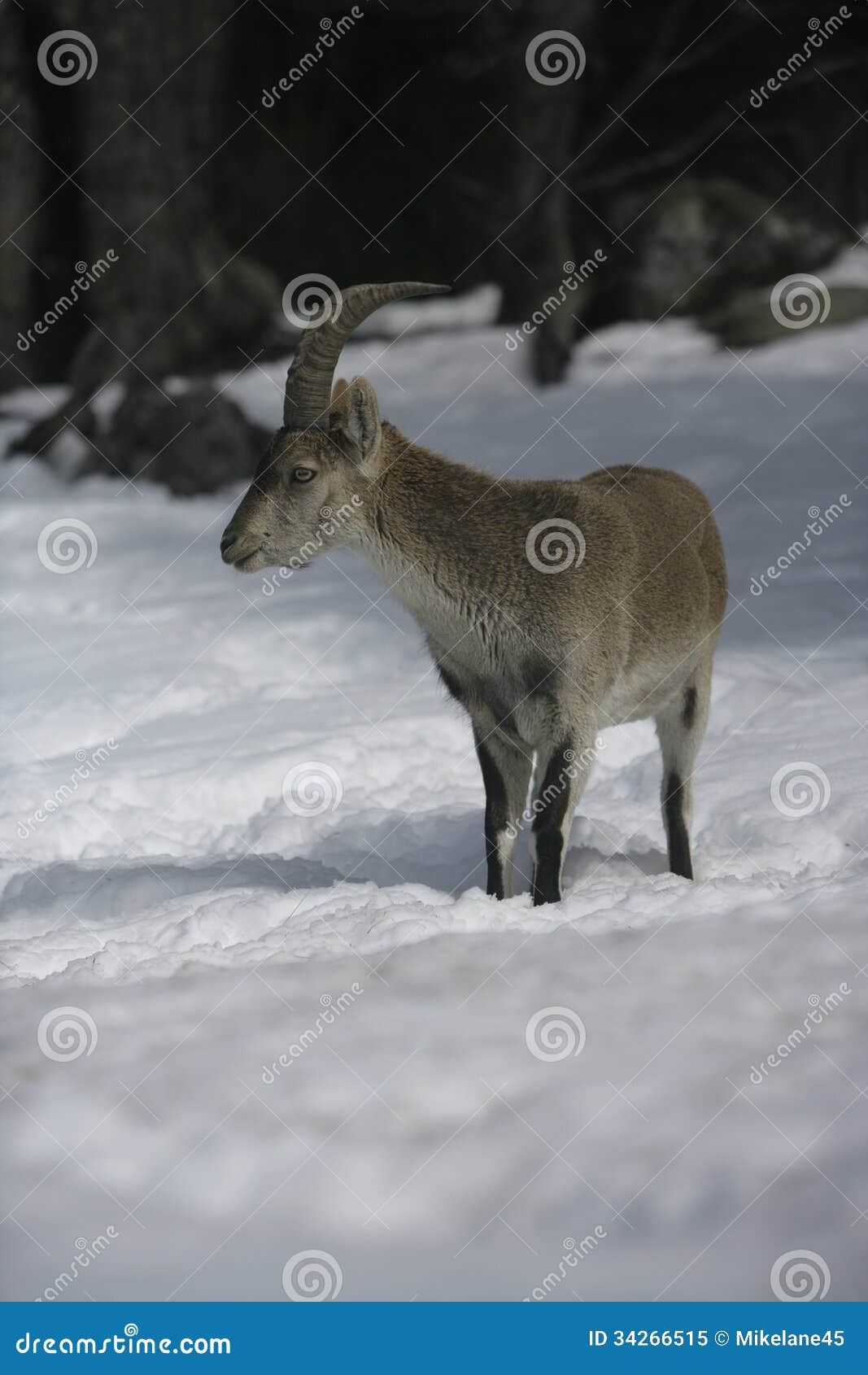 Spanish or Iberian Ibex, Capra Pyrenaica Stock Image - Image of rocky ...