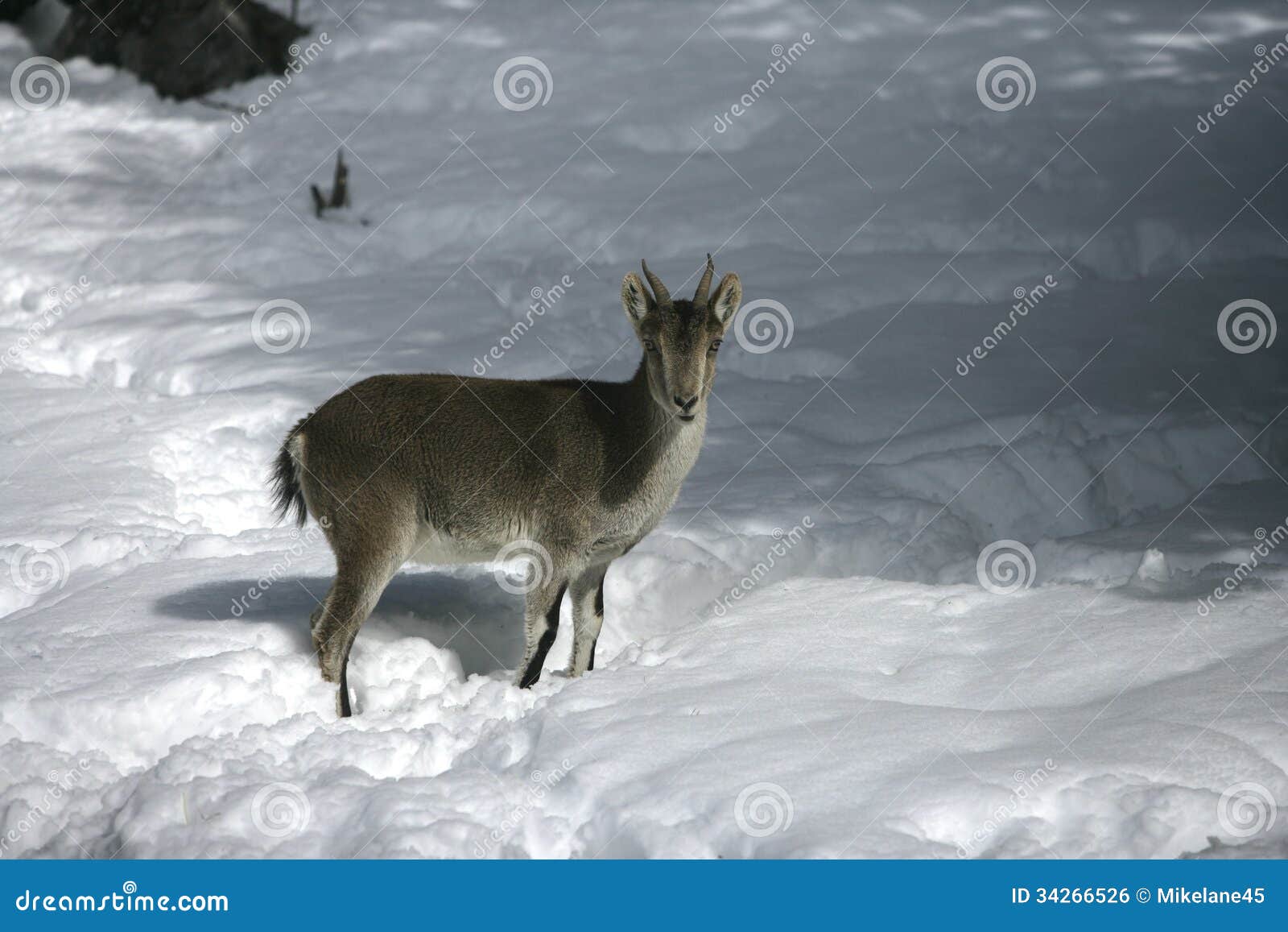 Spanish or Iberian Ibex, Capra Pyrenaica Stock Photo - Image of snow ...