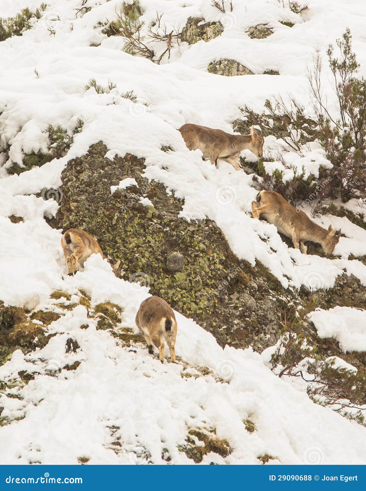 Spanish Ibex stock photo. Image of colour, life, cremenes - 29090688