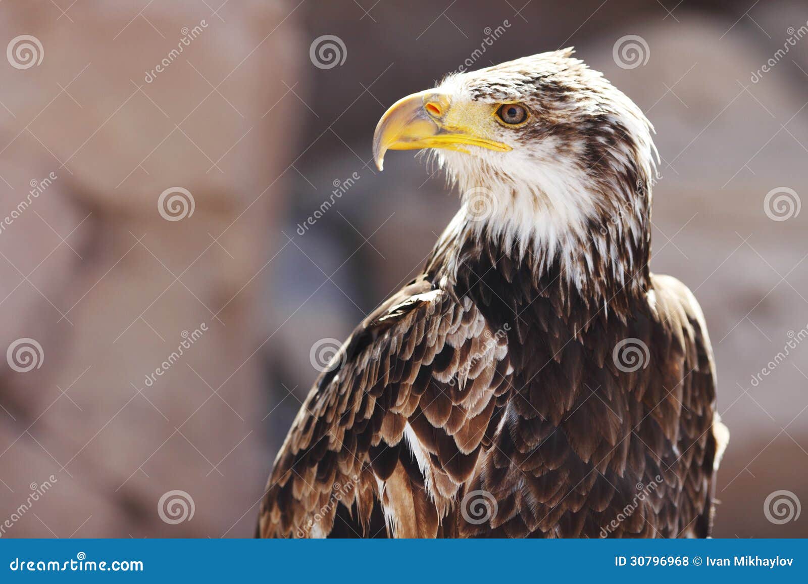 Spanish Imperial Eagle Aquila Adalberti, Also Known As The Iberian ...