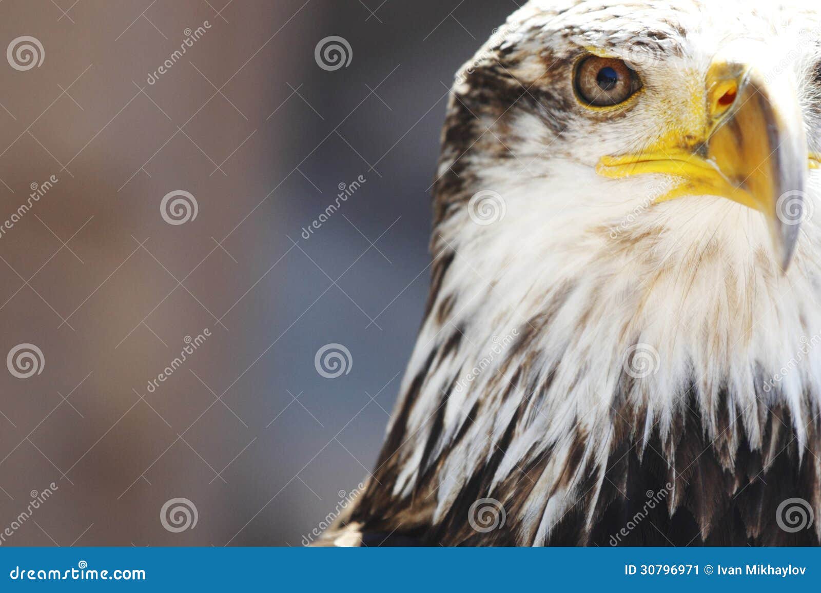 Spanish Imperial Eagle Aquila Adalberti, Also Known As The Iberian ...