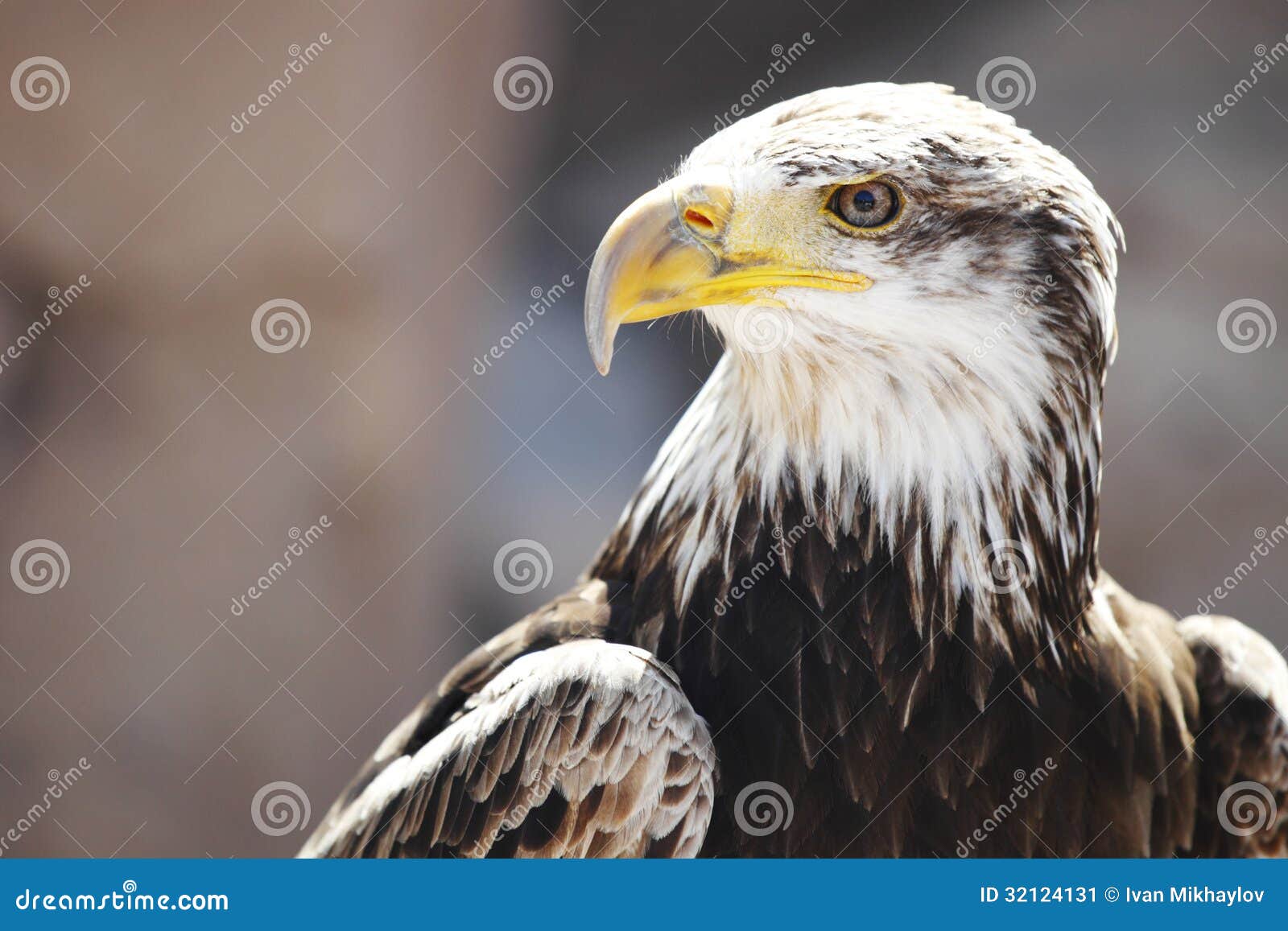 Spanish Imperial Eagle stock image. Image of eyes, look - 32124131