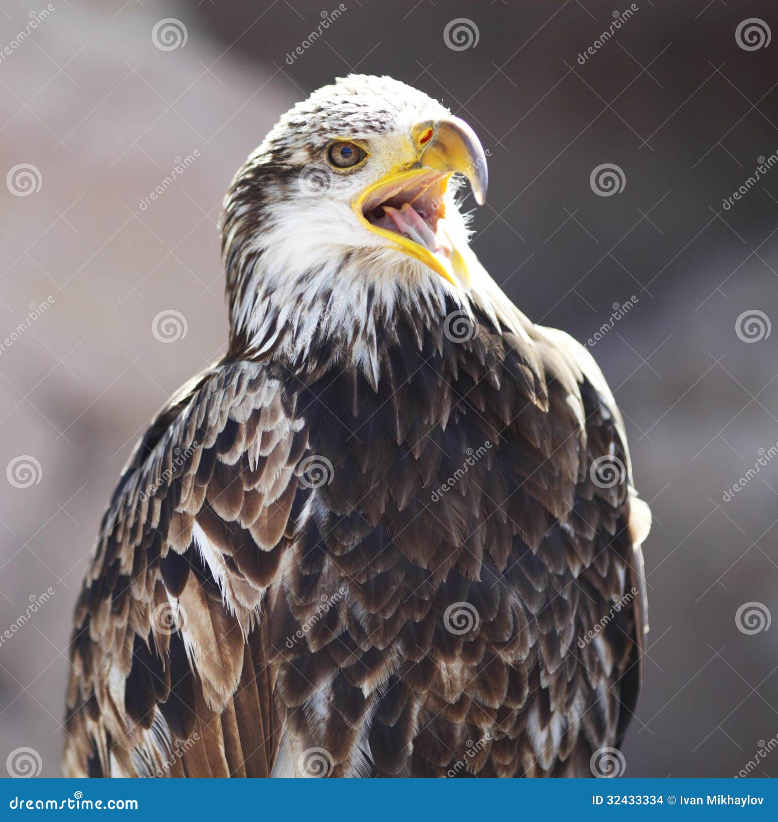 Spanish Imperial Eagle Aquila Adalberti, Also Known As The Iberian ...