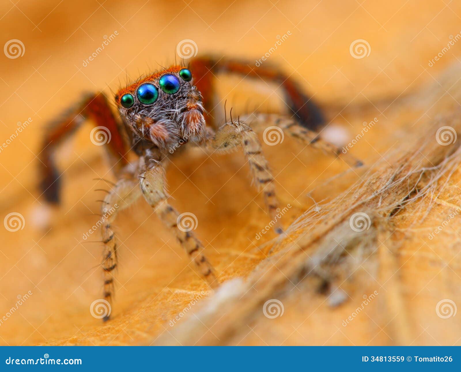 Spanish jumping spider stock image. Image of blue, small - 34813559