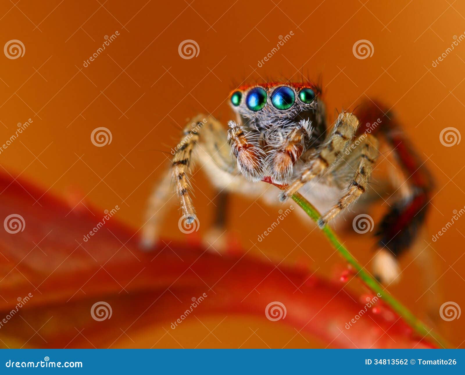 Spanish jumping spider stock photo. Image of dangerous - 34813562