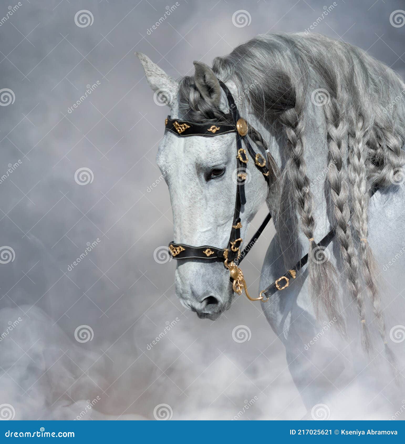 Spanish Andalusian Long Mane Grey