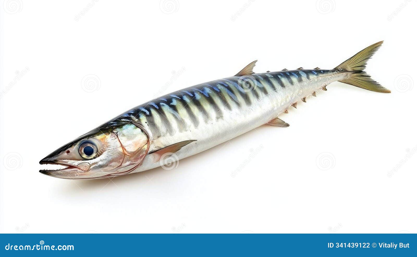 Spanish Mackerel Scomberomorus Maculatus is Showcased Against a ...