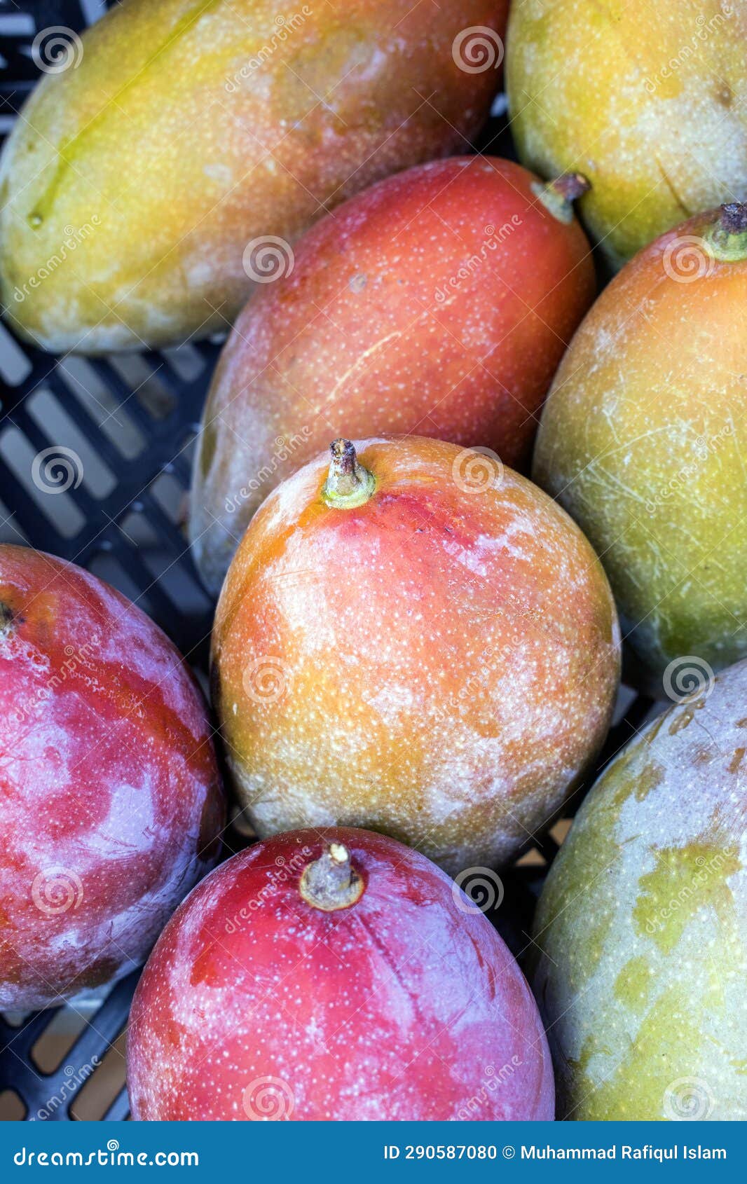 Spanish Mango: a Taste of Paradise. Stock Photo - Image of fresh, plant ...