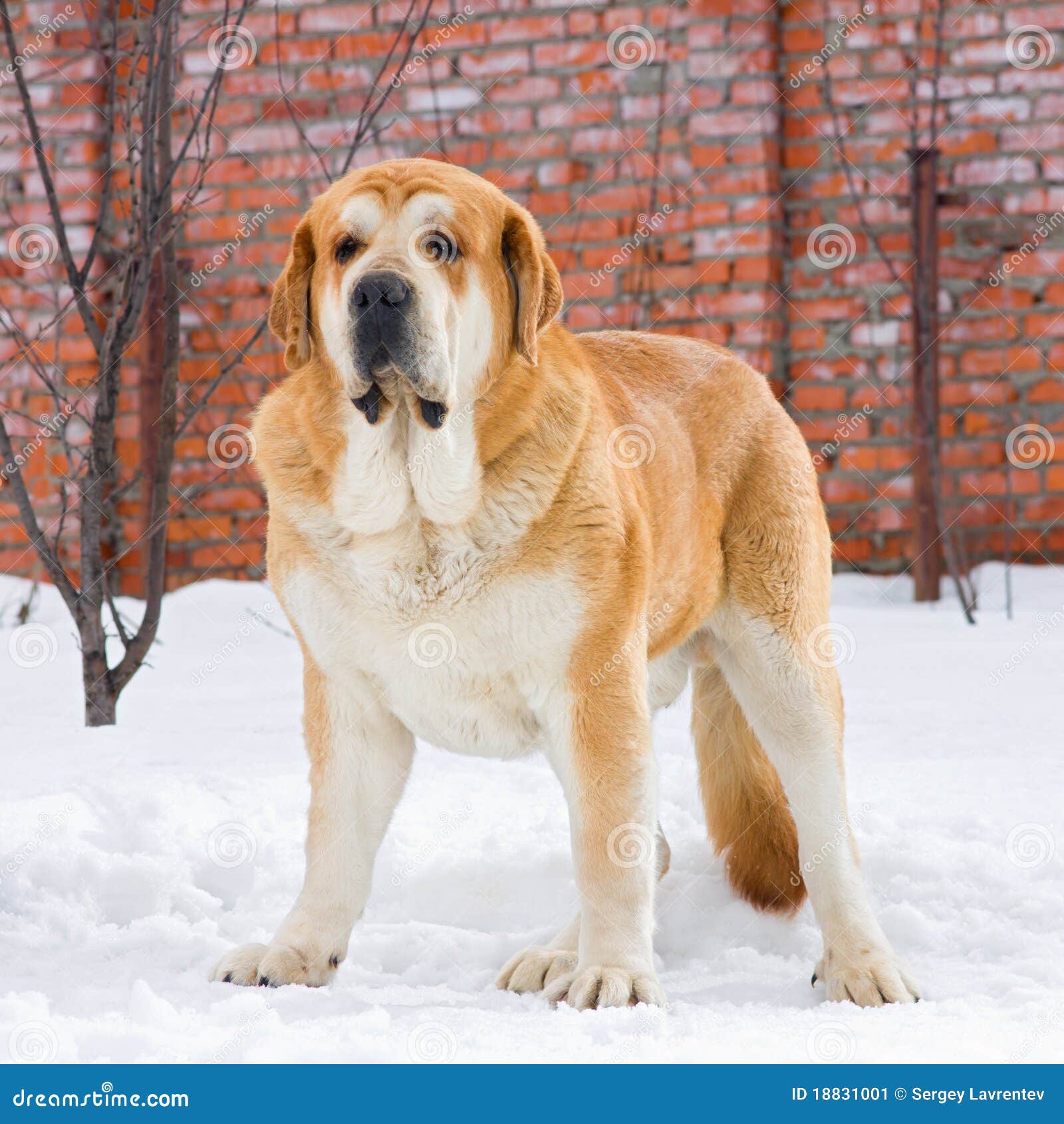 Spanish Mastiff stock image. Image of mastin, winter - 18831001