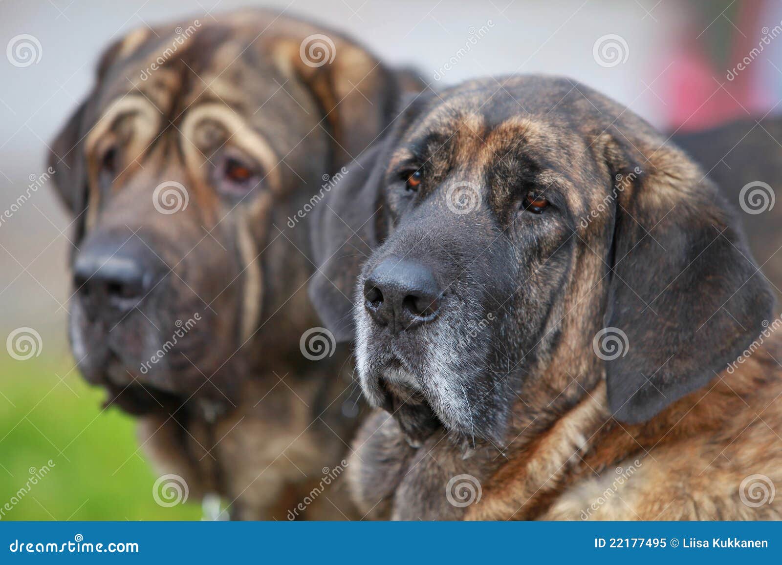 Spanish mastiffs stock image. Image of shorthaired, shepherd - 22177495