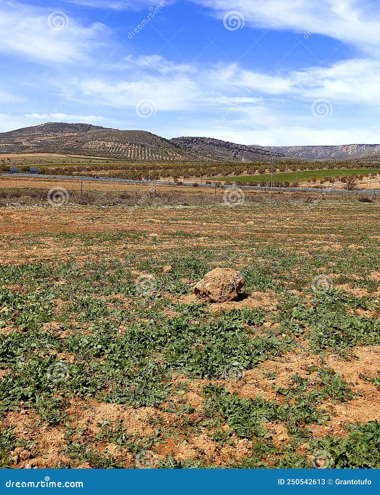 Spanish meadows stock image. Image of andalucia, flower - 250542613