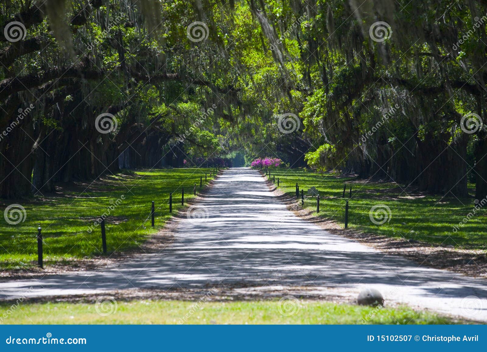 Spanish Moss Background (Tillandsia Usneoides) Royalty-Free Stock Image ...