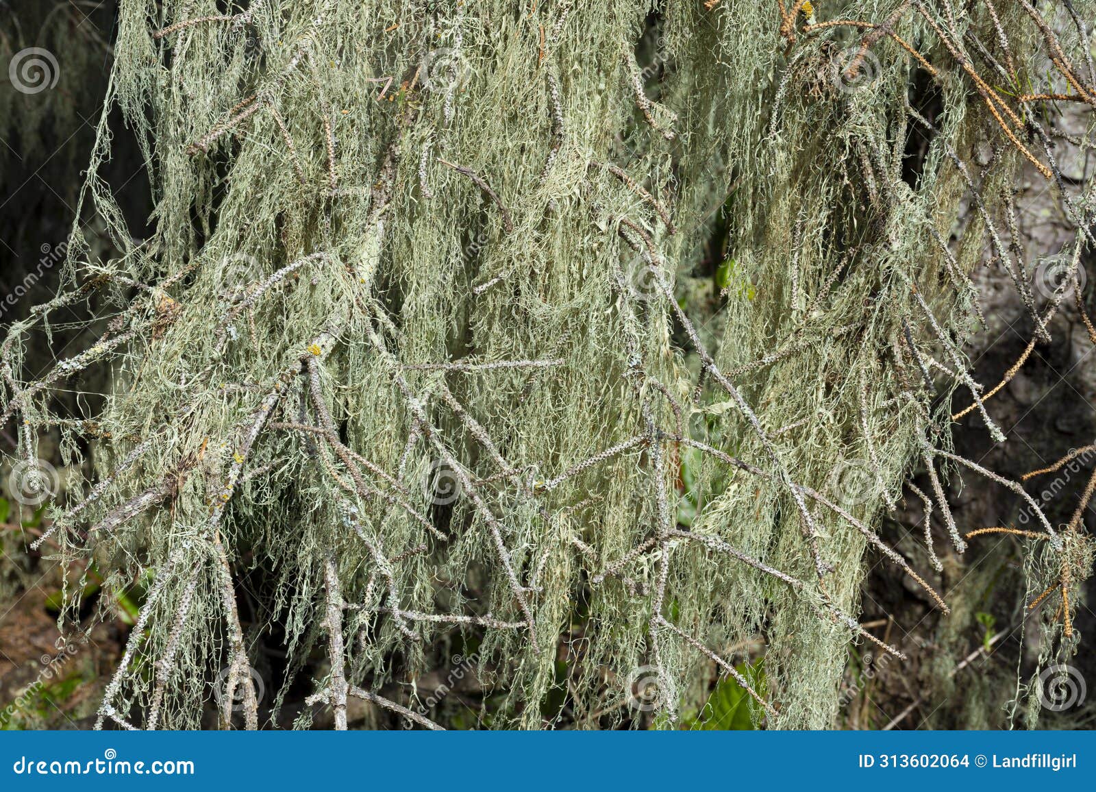 Spanish Moss Background Texture Close Up Stock Photo - Image of autumn ...