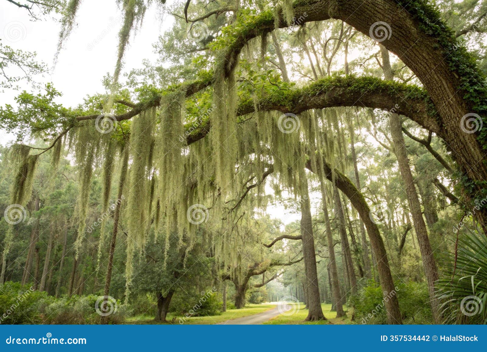 Spanish Moss Curtain Hanging from Tree Stock Illustration ...
