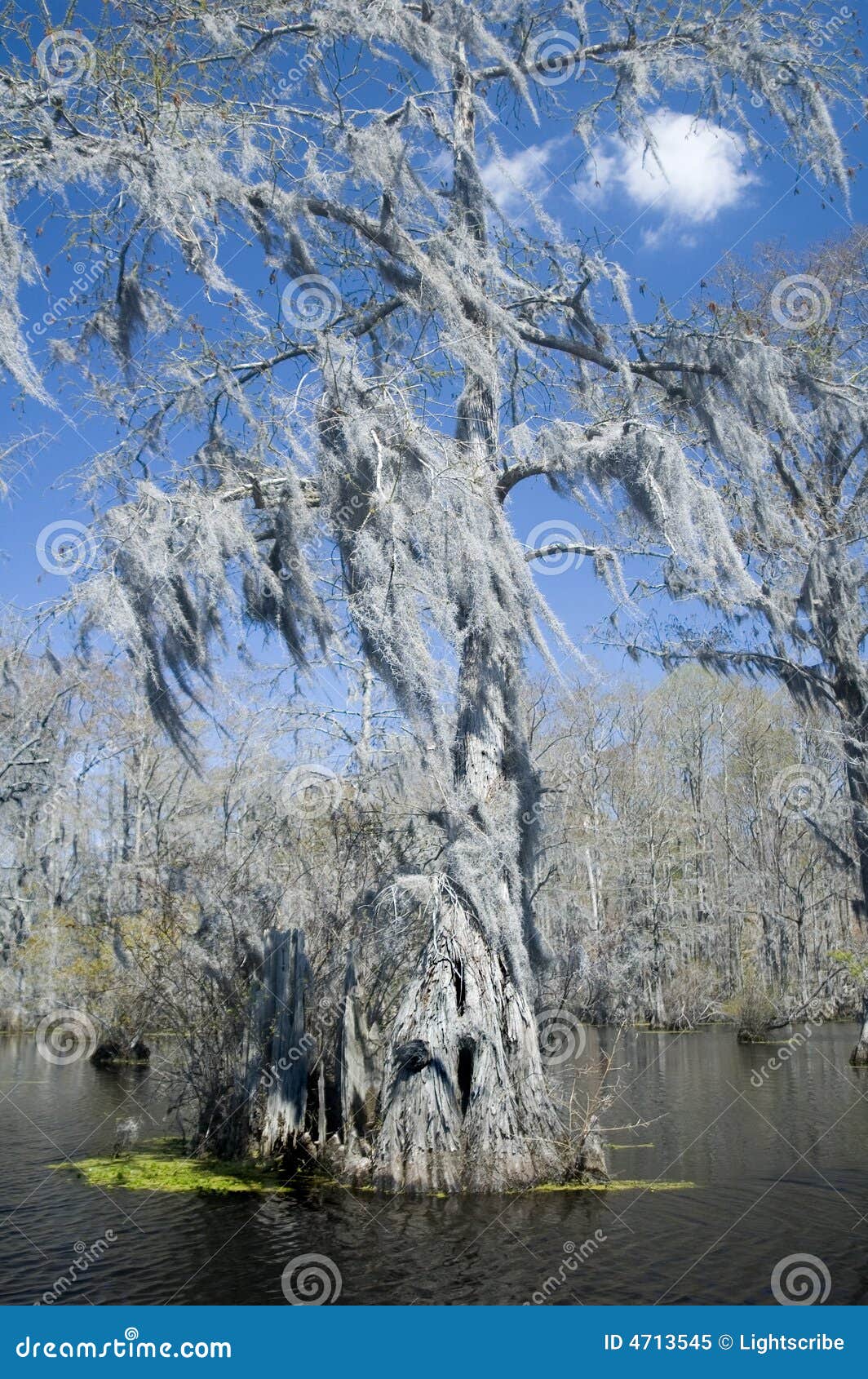 Spanish Moss in Cypress Swamp Stock Image - Image of flood, georgia ...
