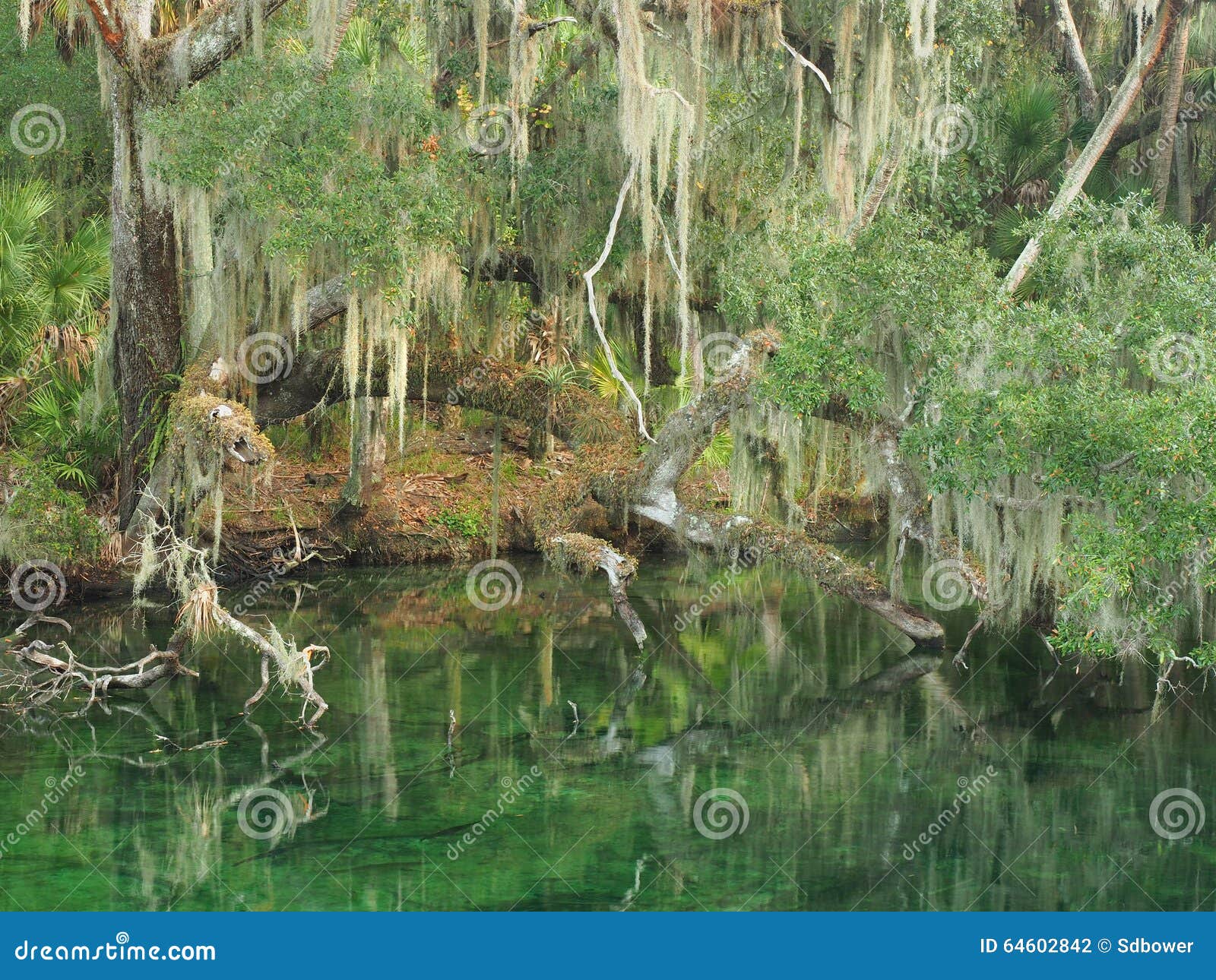 Spanish Moss Draped Trees on the Bank of Southern Stream Stock Photo ...