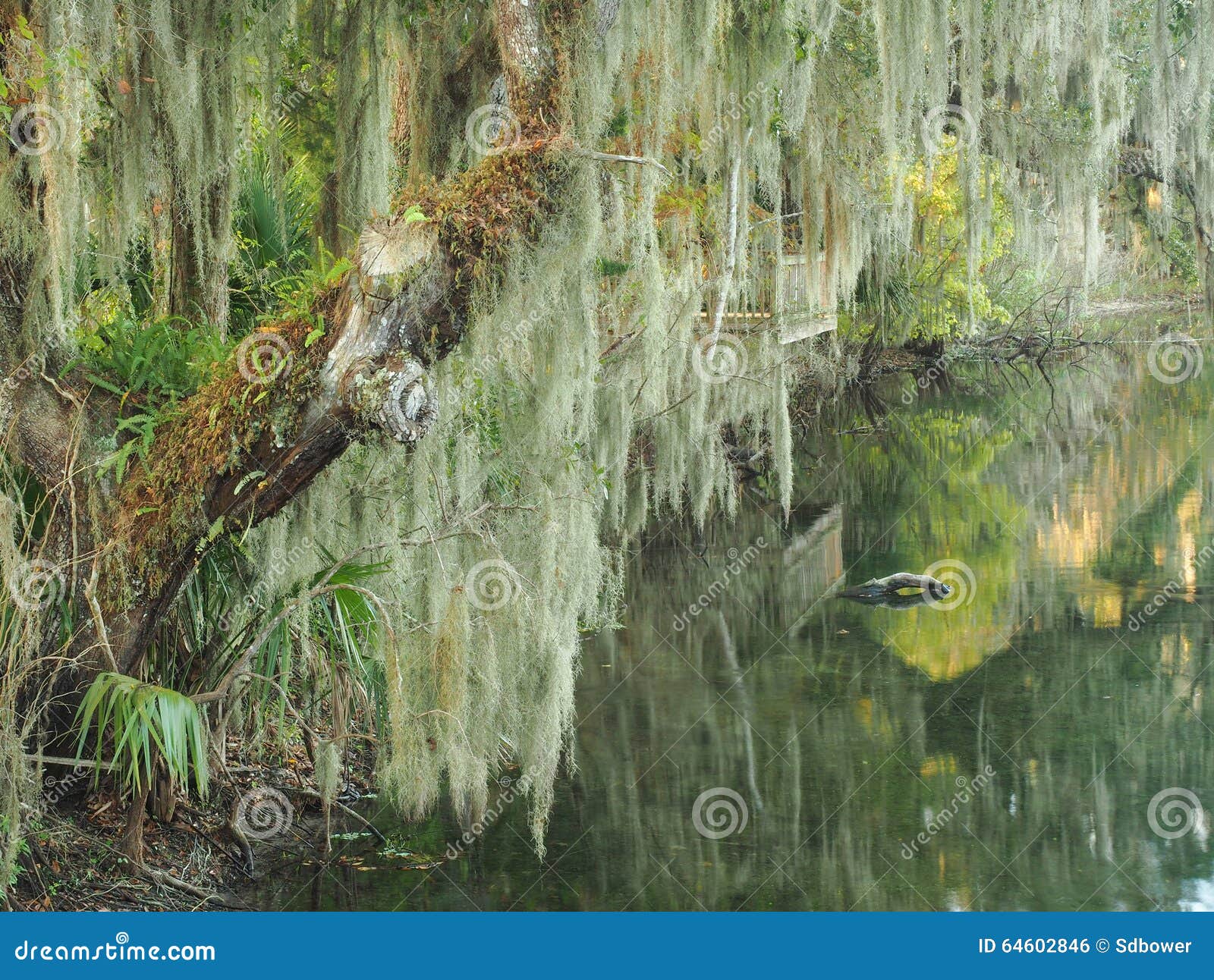 Spanish Moss Draped Trees on the Bank of Southern Stream Stock Photo ...