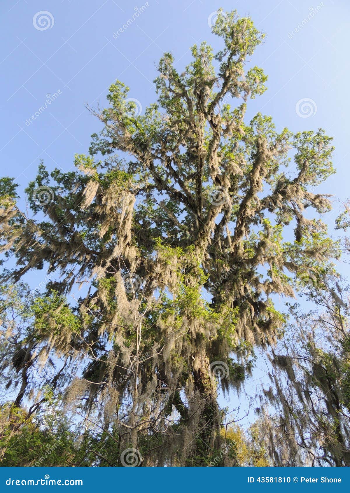 Spanish Moss Draping from an Oak Tree Stock Photo - Image of stexas ...