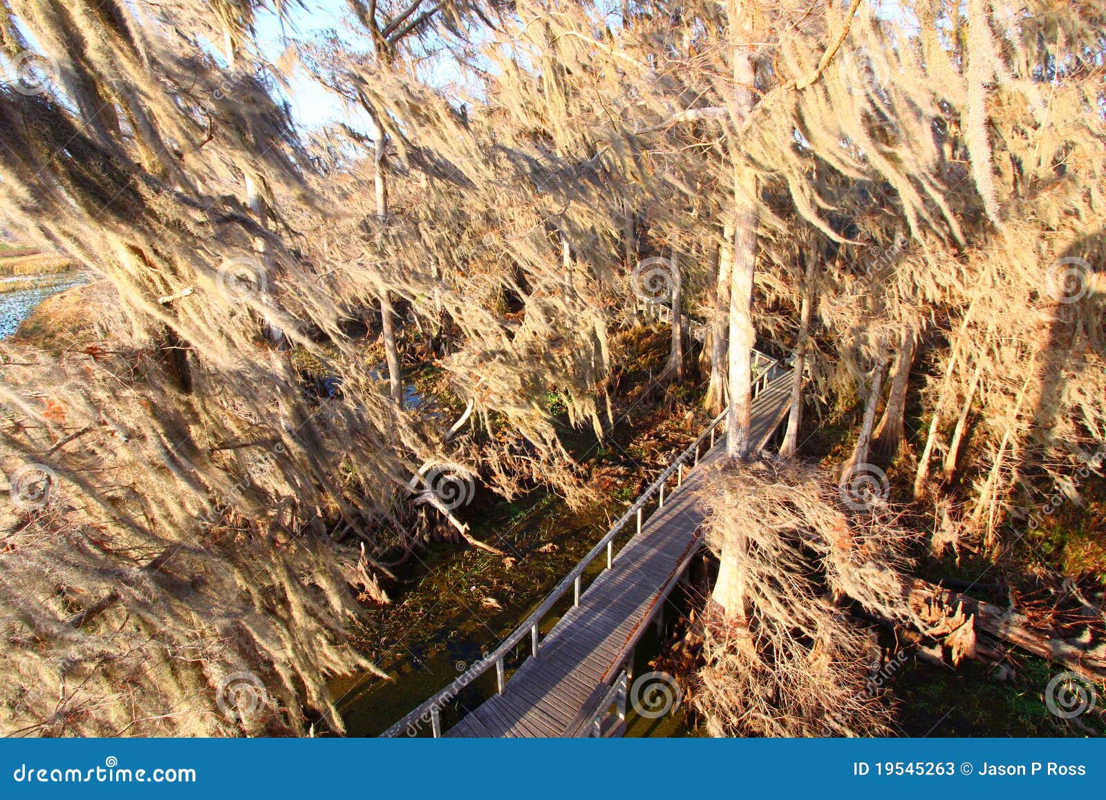 Spanish Moss in Florida stock image. Image of spanish - 19545263