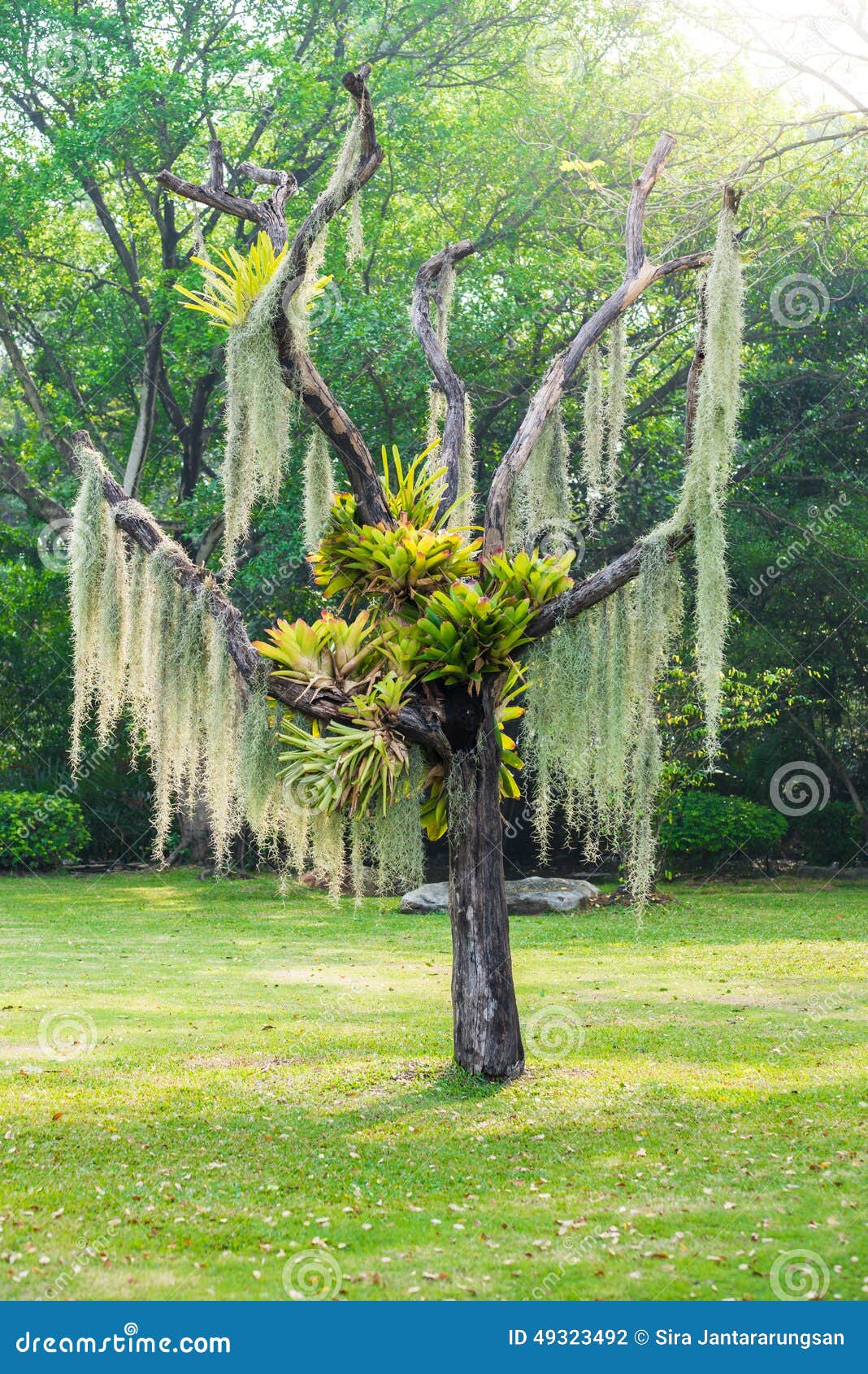 Spanish Moss Hang on Dry Tree Stock Photo - Image of usneevidnaya, moss ...
