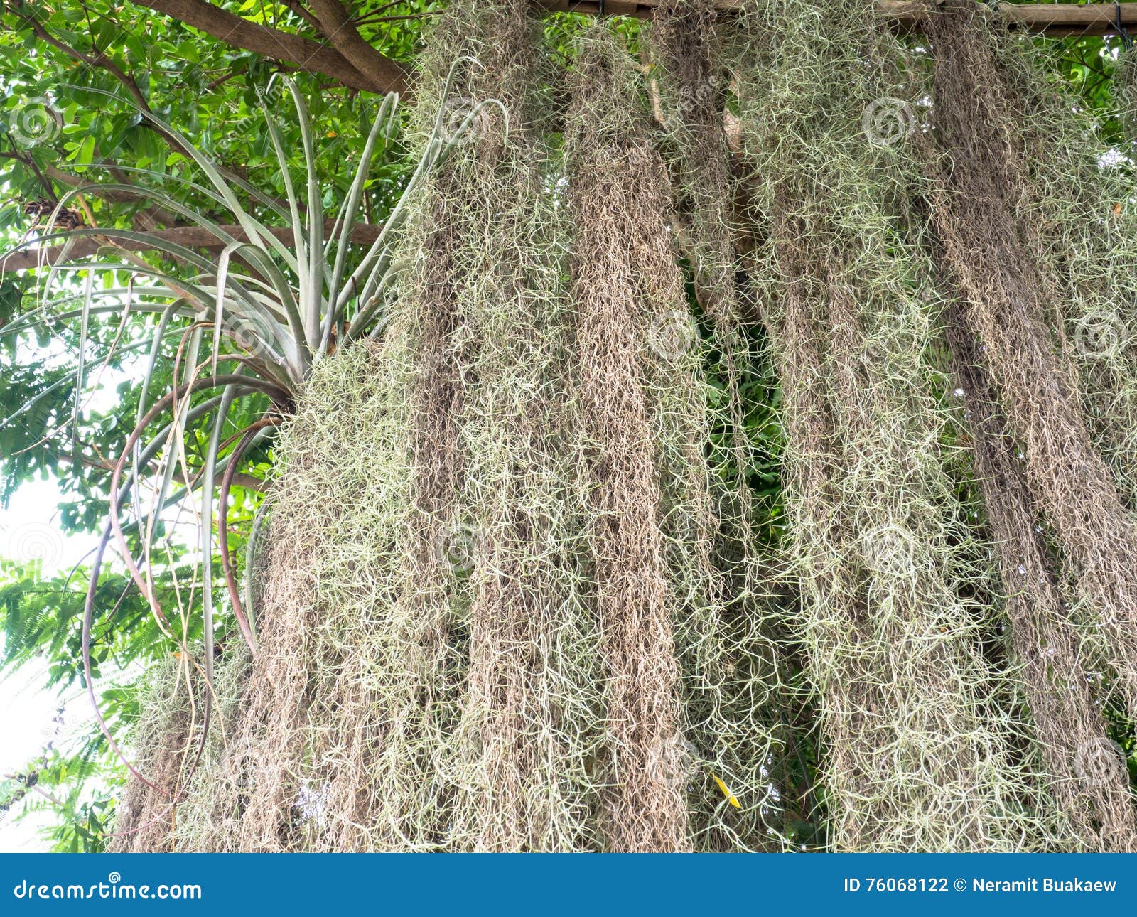 Spanish Moss Hanging Down from the Tree. Stock Photo - Image of ... Spanish Moss Hanging Down from the Tree. Stock Photo - Image of ...