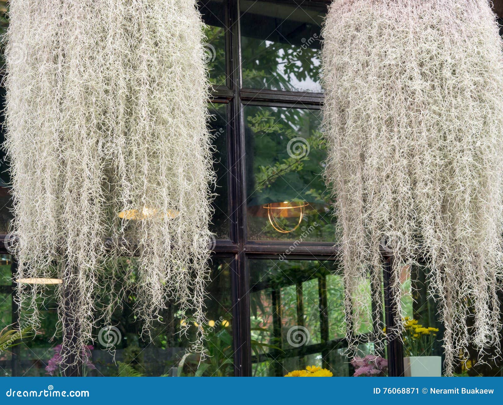 Spanish Moss Hanging Down from the Tree. Stock Image - Image of tree ...