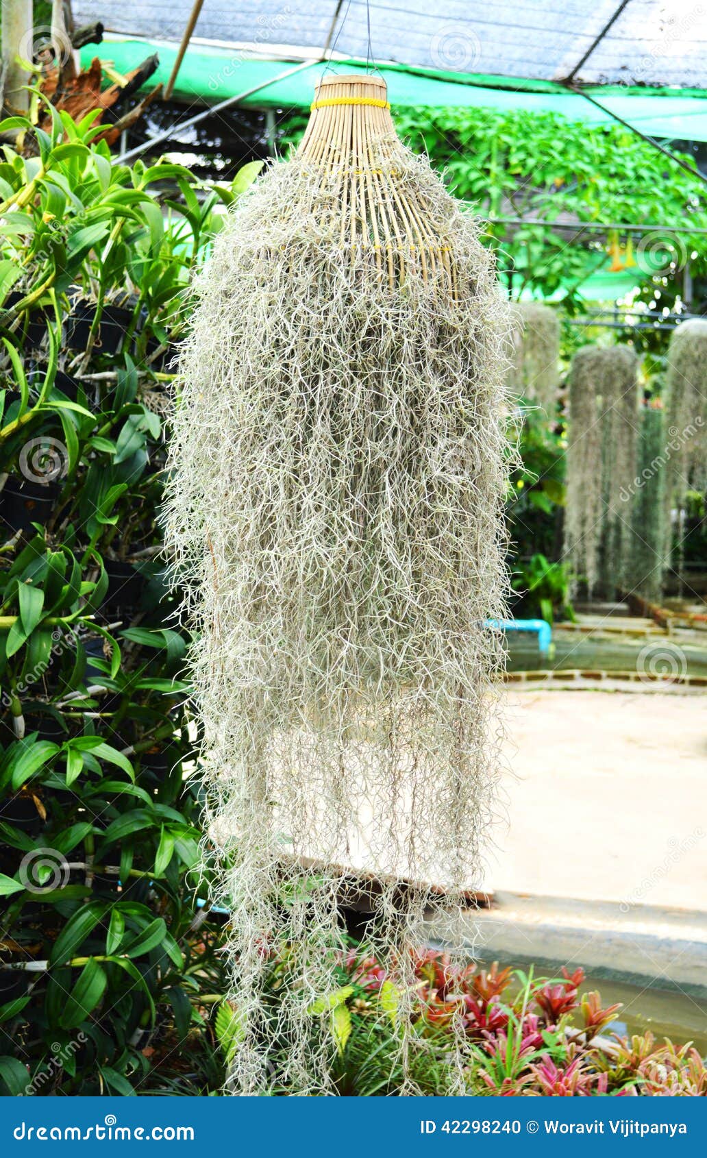 Spanish moss hanging stock photo. Image of garden, sunny - 42298240 Spanish moss hanging stock photo. Image of garden, sunny - 42298240